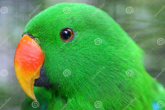 Green Parakeet stock photo. Image of feather, wildlife - 1778452