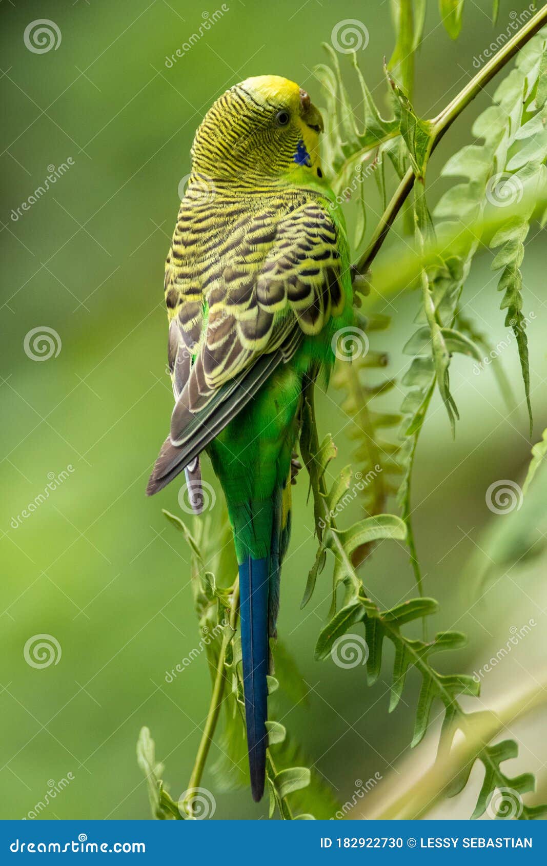 The Green Parakeet Bird in the Tree Stock Photo - Image of finch, beak ...