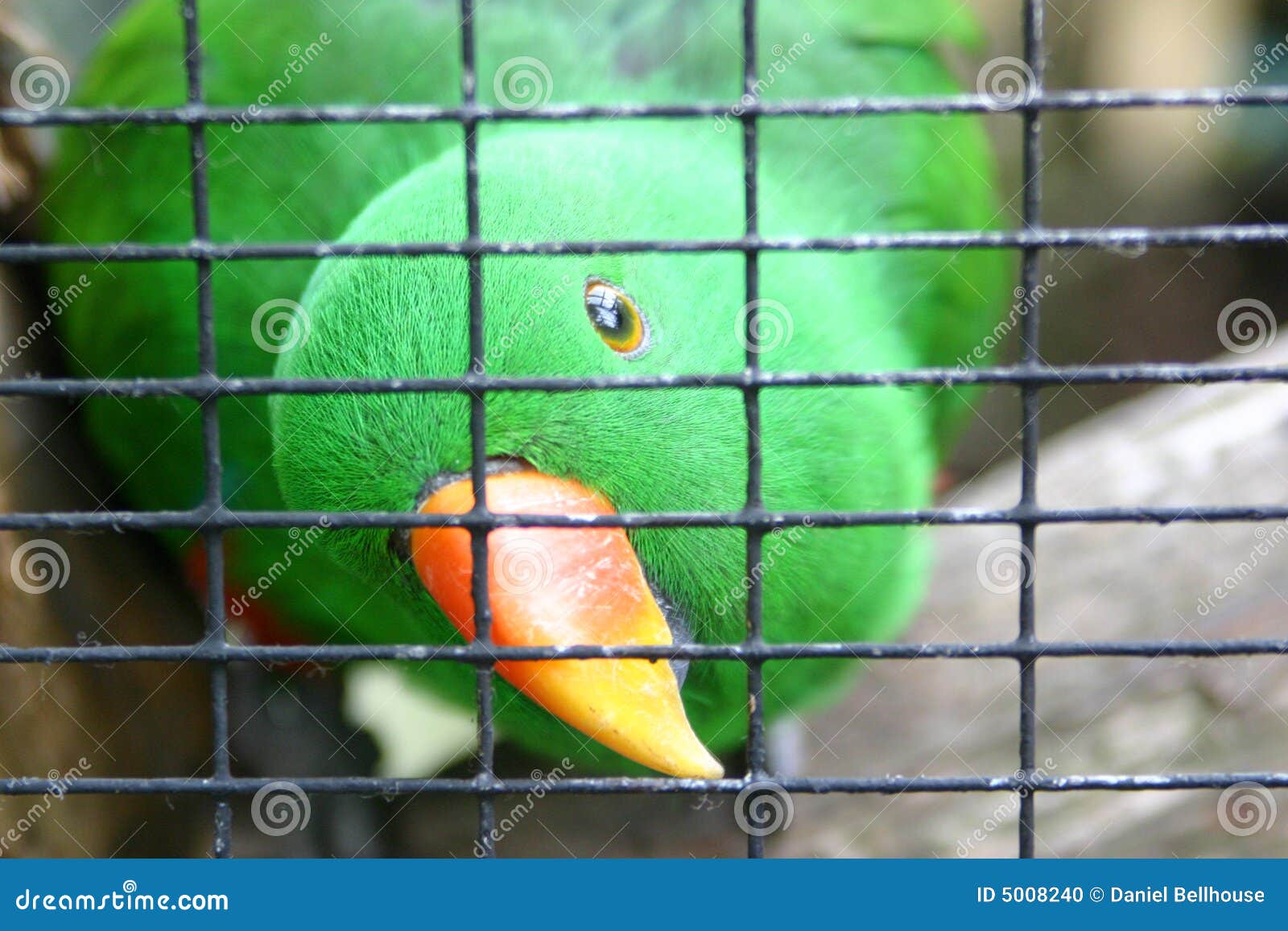 Green Parakeet Birds Staring At Each Other. Popularly Known As ...