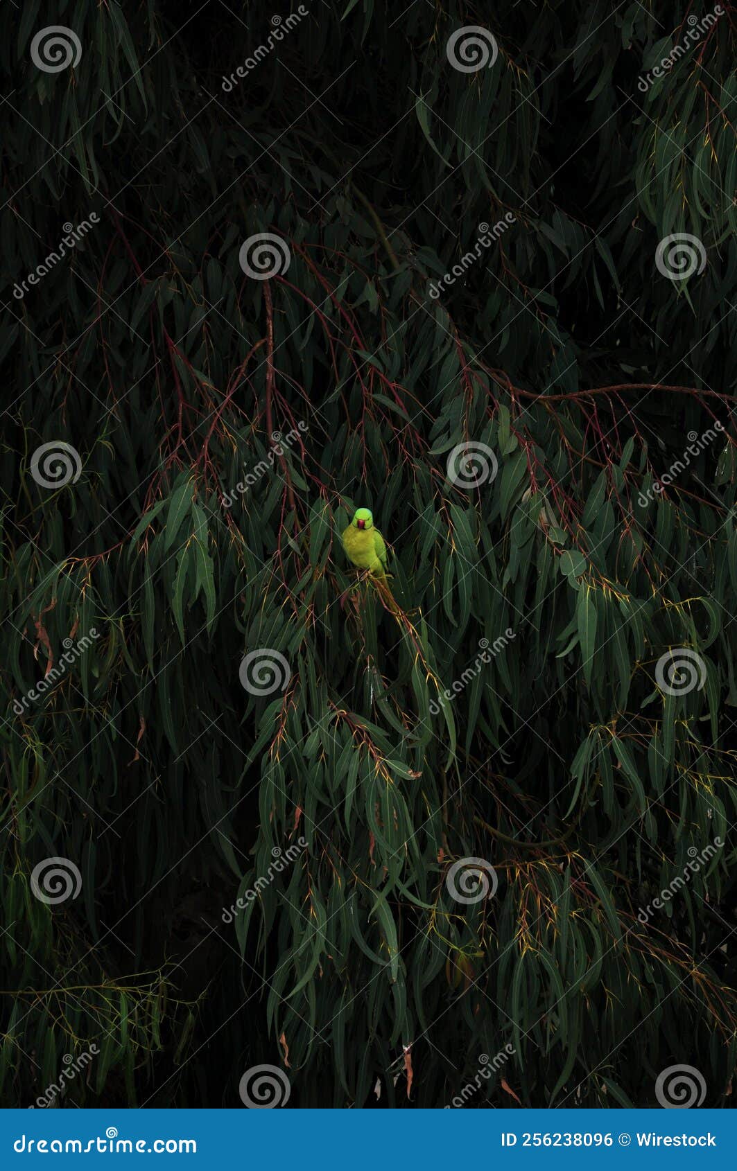 Green Parakeet Standing on a Tree Branch Stock Photo - Image of ...