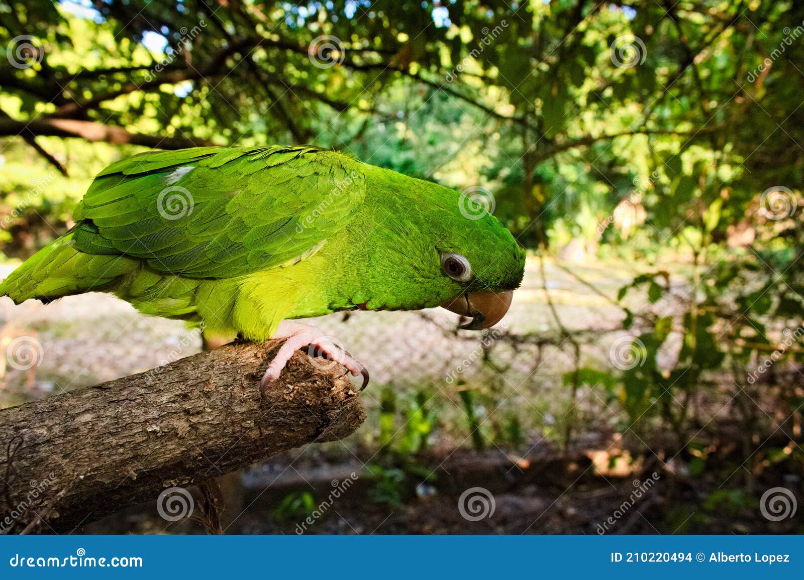 A Green Parakeet on Tree Branch. a Small Parrot. Stock Photo - Image of ...