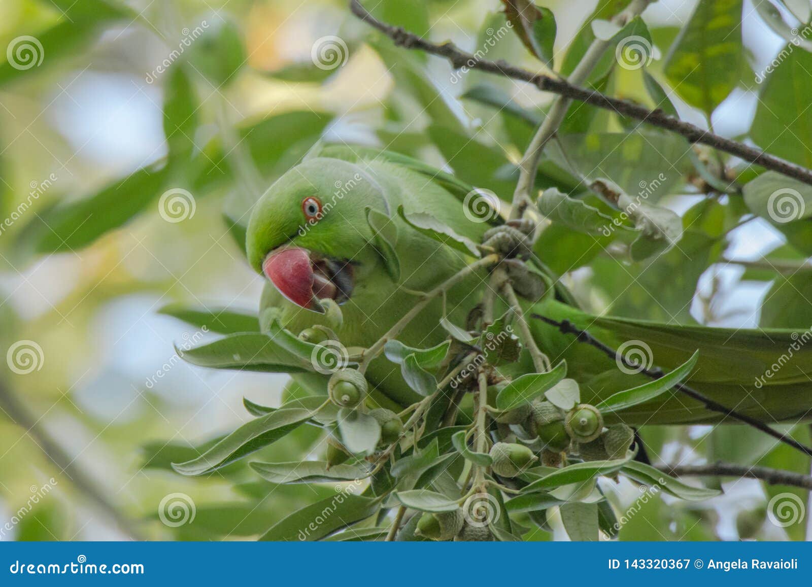 Green Parakeet on a tree stock image. Image of birds - 143320367