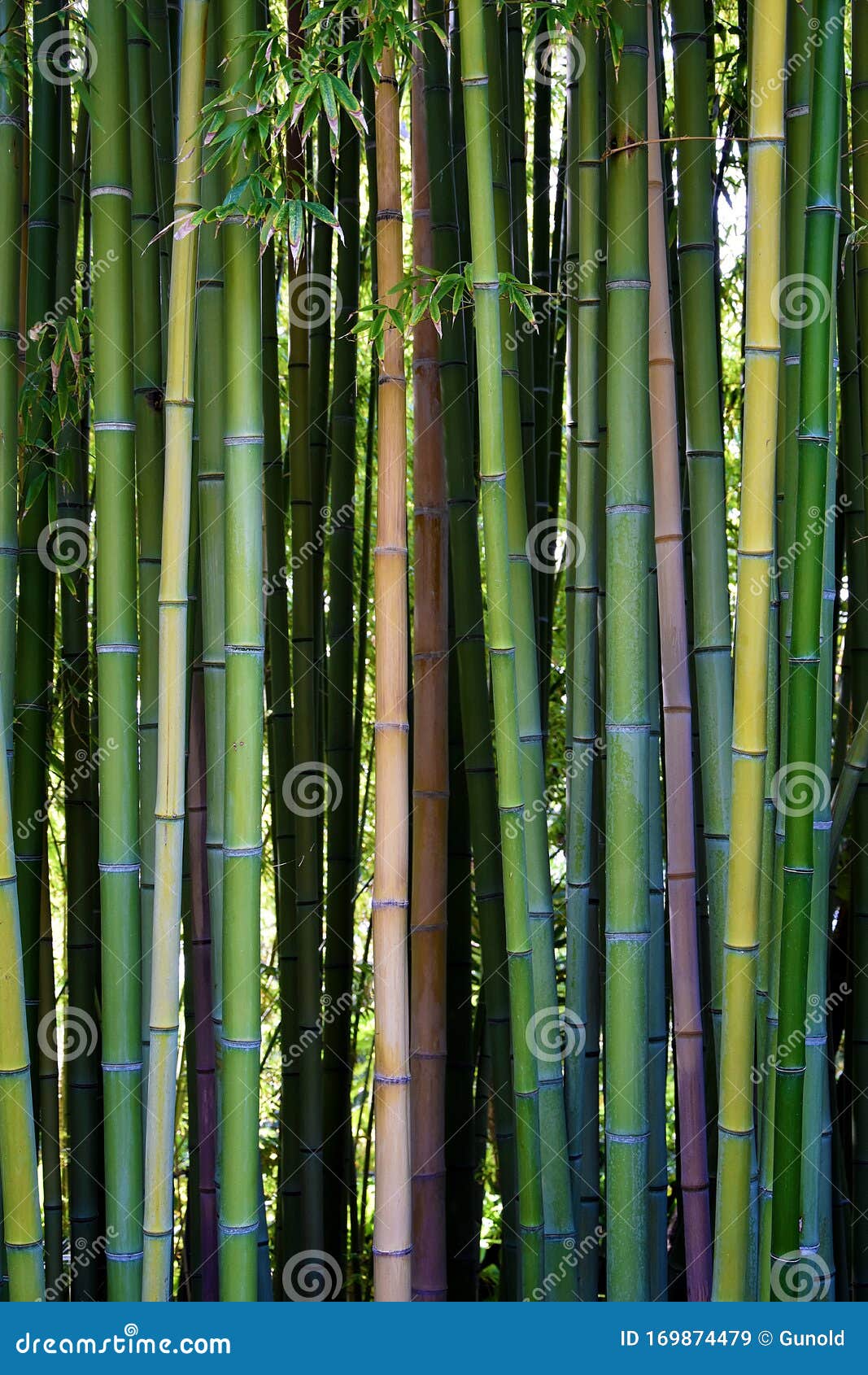 Background with Green Bamboo Stalks Stock Image - Image of asian ...