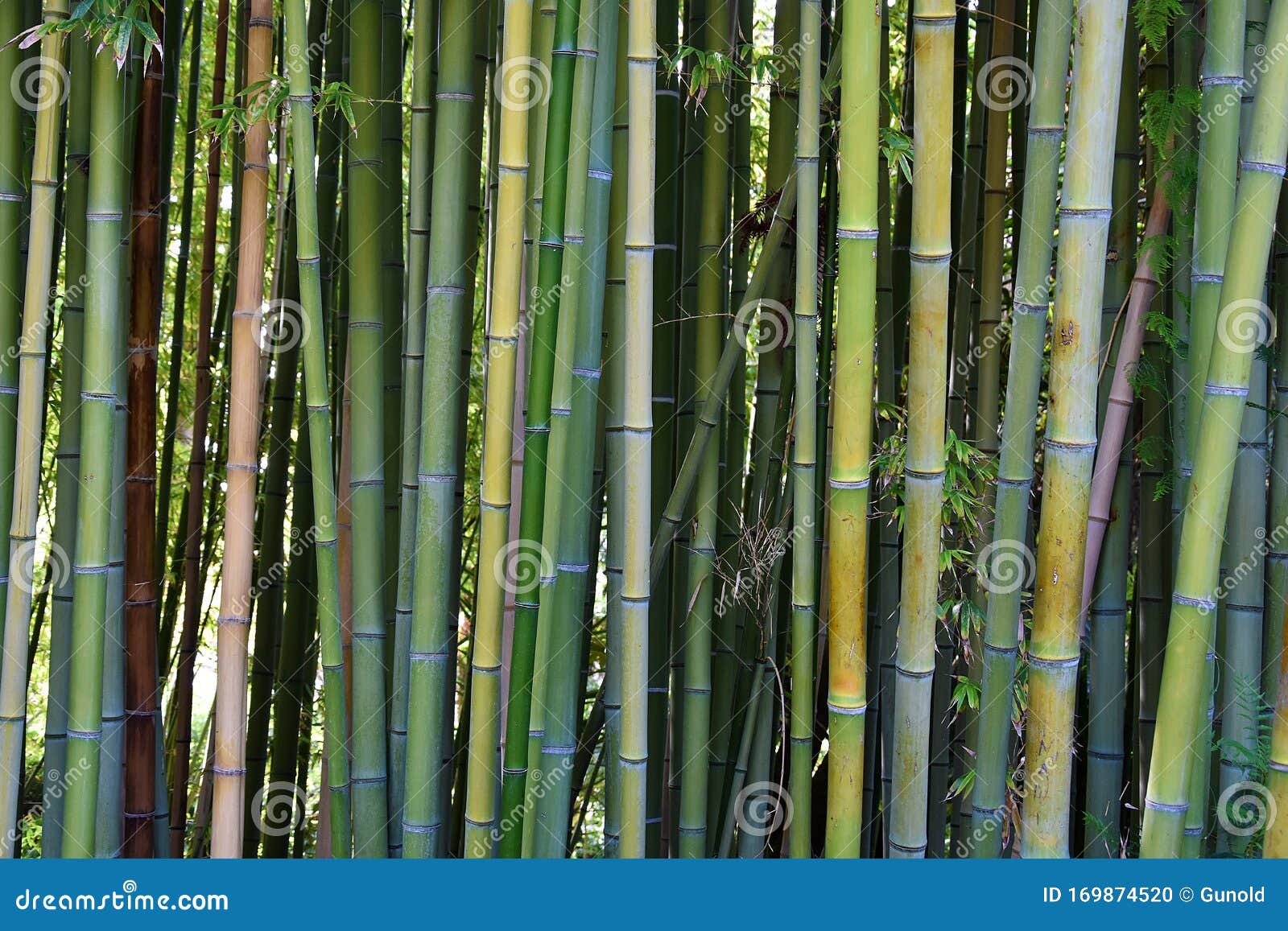 Background with Green Bamboo Stalks Stock Photo - Image of foliage ...