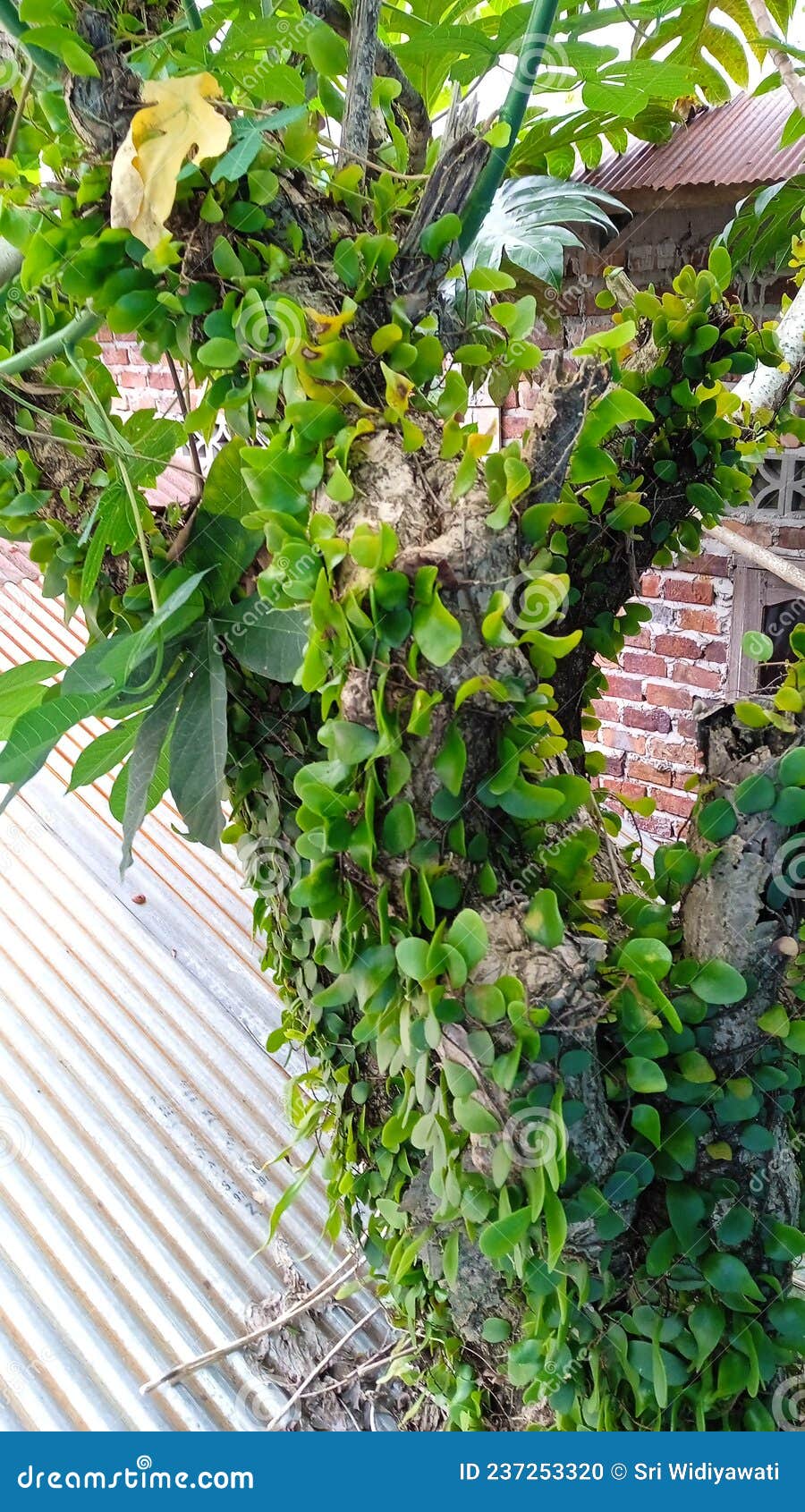 Green Parasite On The Mango Tree Stock Photo | CartoonDealer.com #241465386