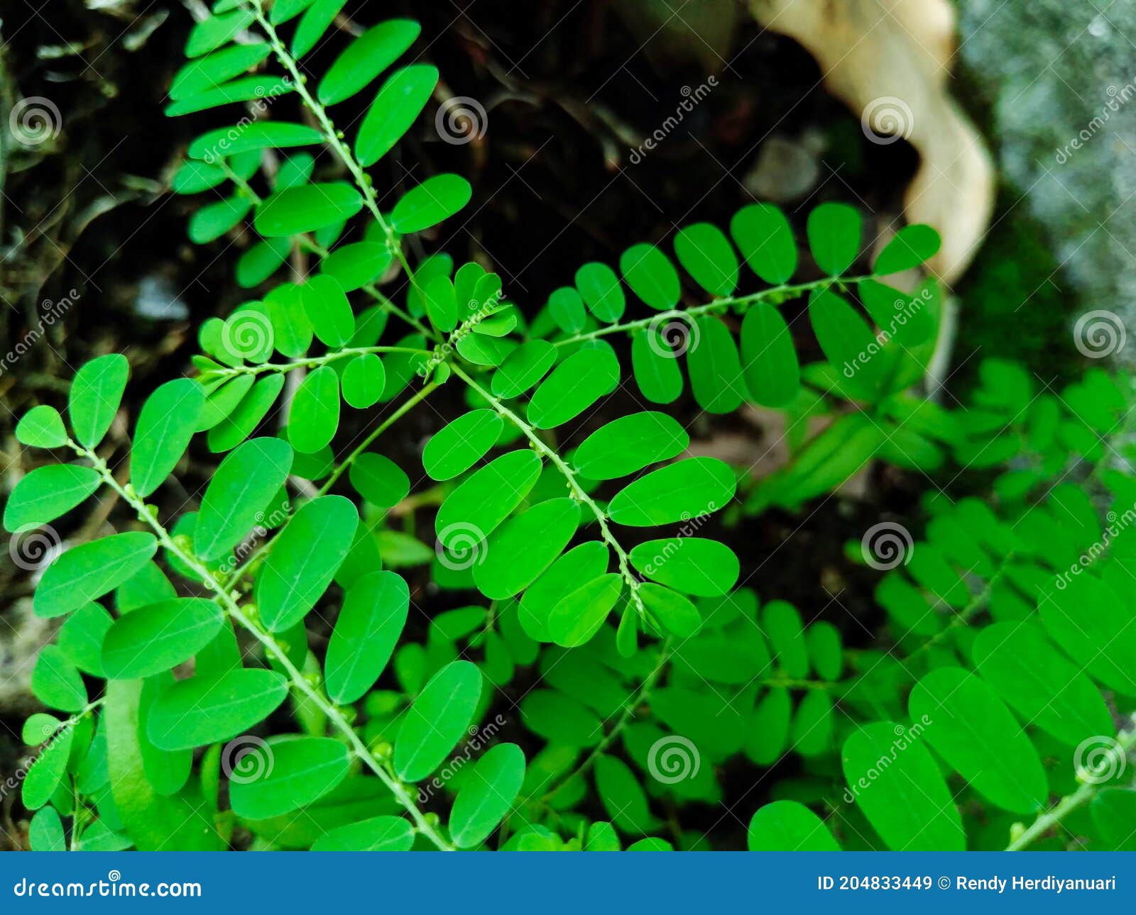 Green Parasite On The Mango Tree Stock Photo | CartoonDealer.com #241465386