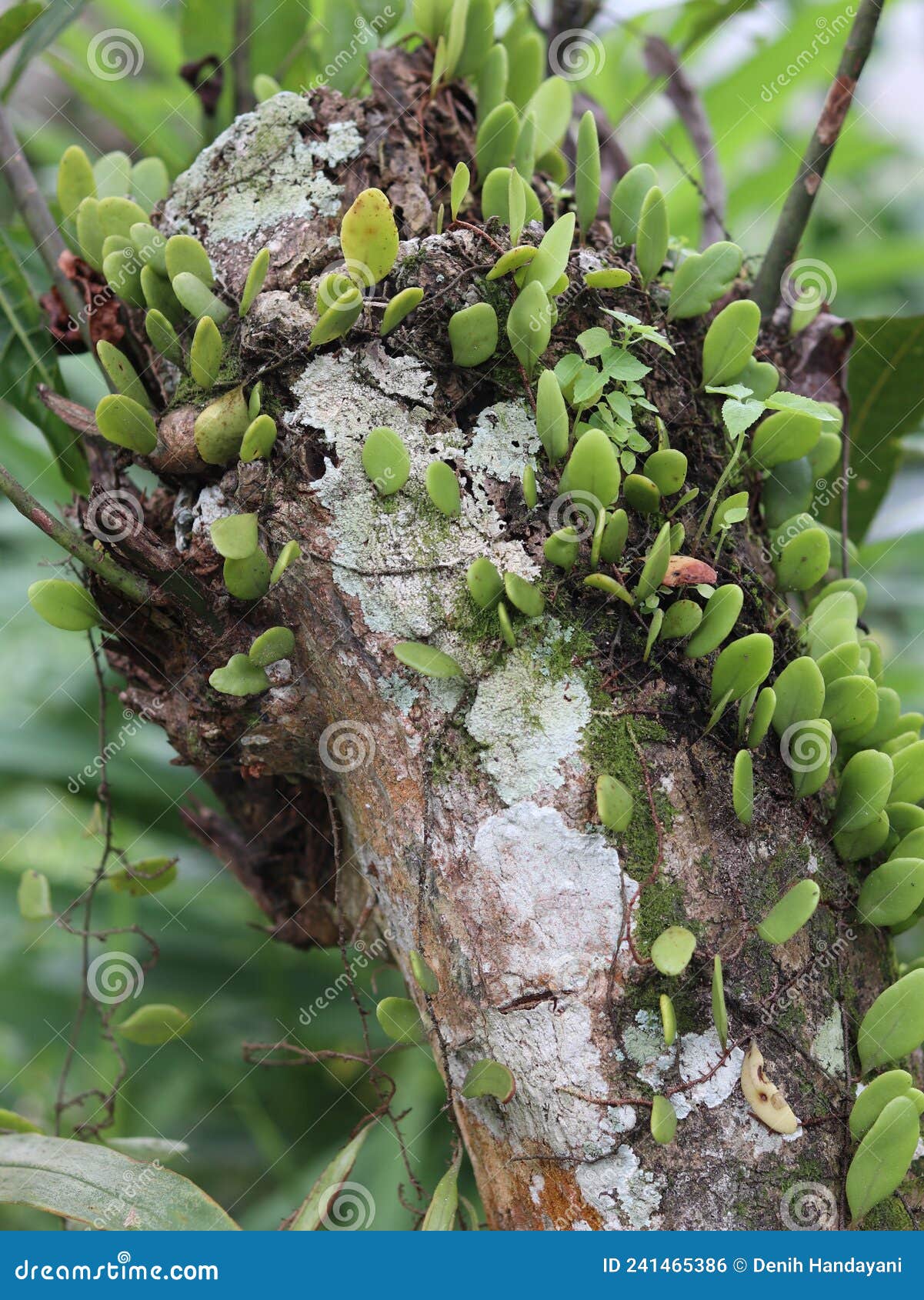 Green Parasite on the Mango Tree Stock Photo - Image of evergreen ...