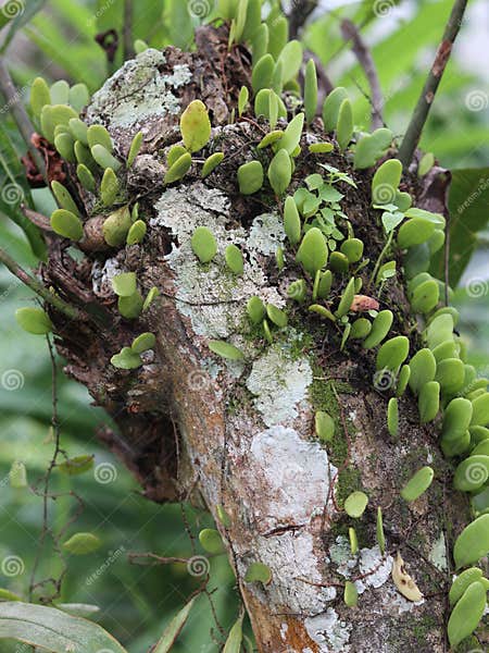 Green Parasite on the Mango Tree Stock Photo - Image of evergreen ...