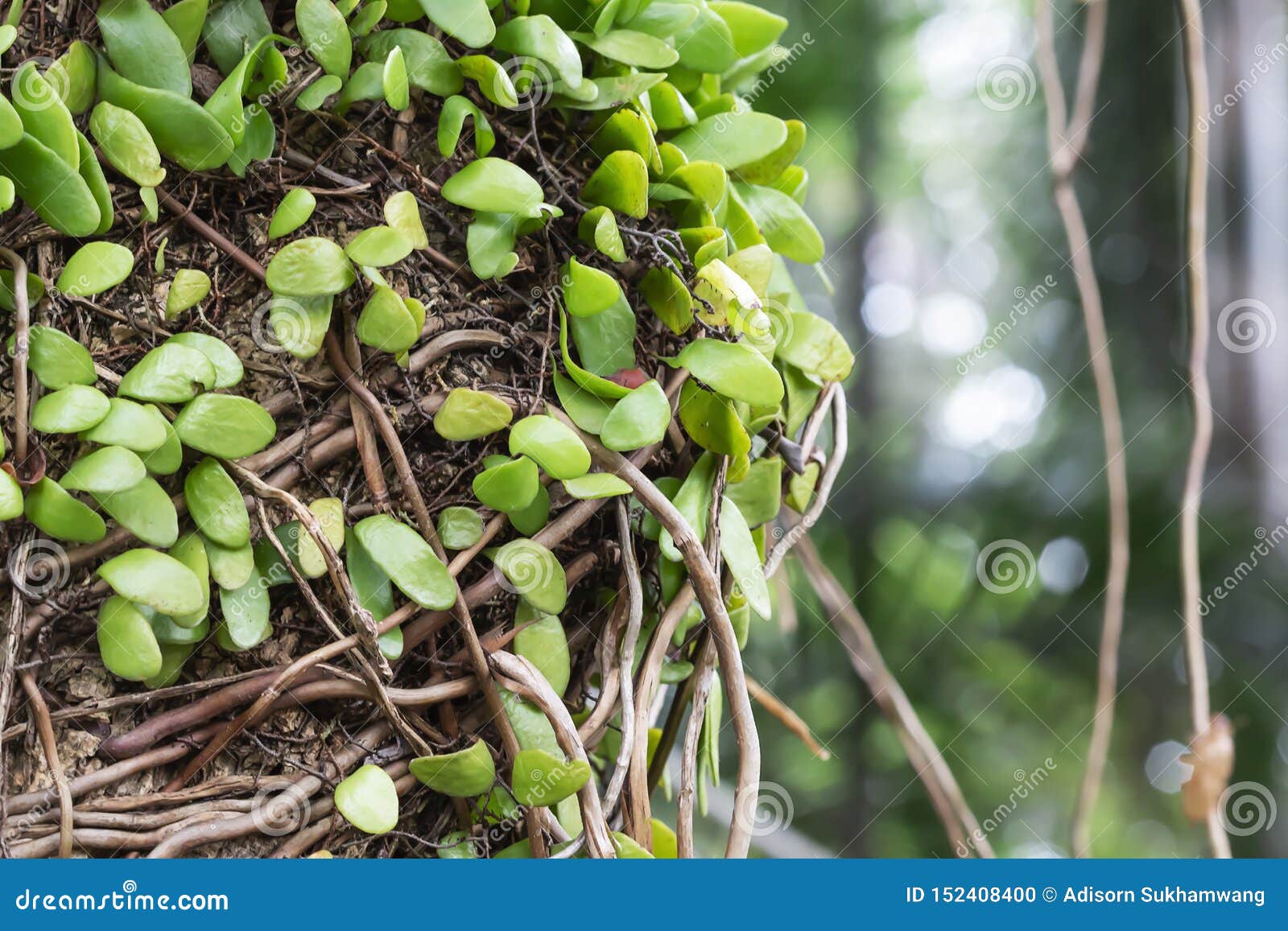 Green Parasitic Plant Covered Tree in the Forest Stock Photo - Image of ...