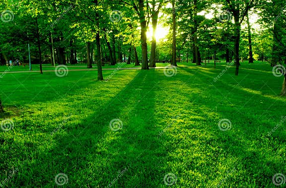 Green park stock photo. Image of perspective, rays, beautiful - 2588942