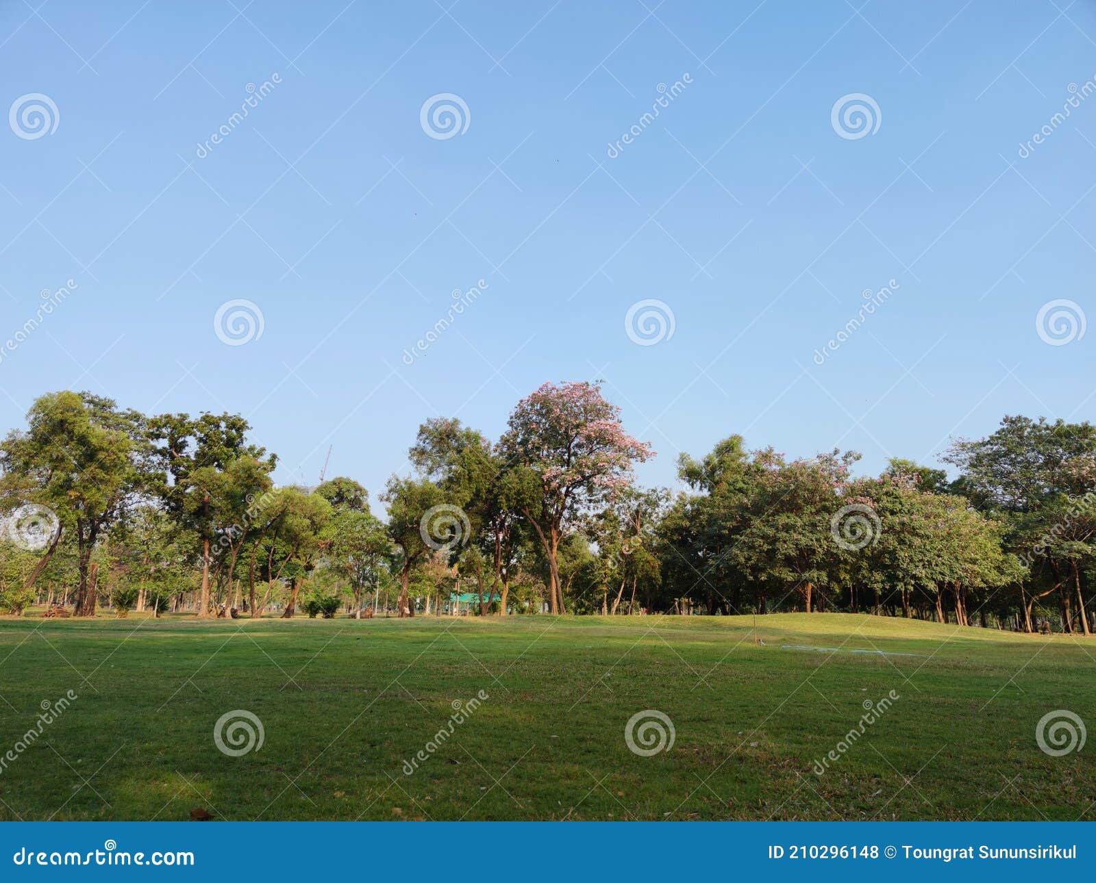 Green park with blue sky. stock photo. Image of blue - 210296148