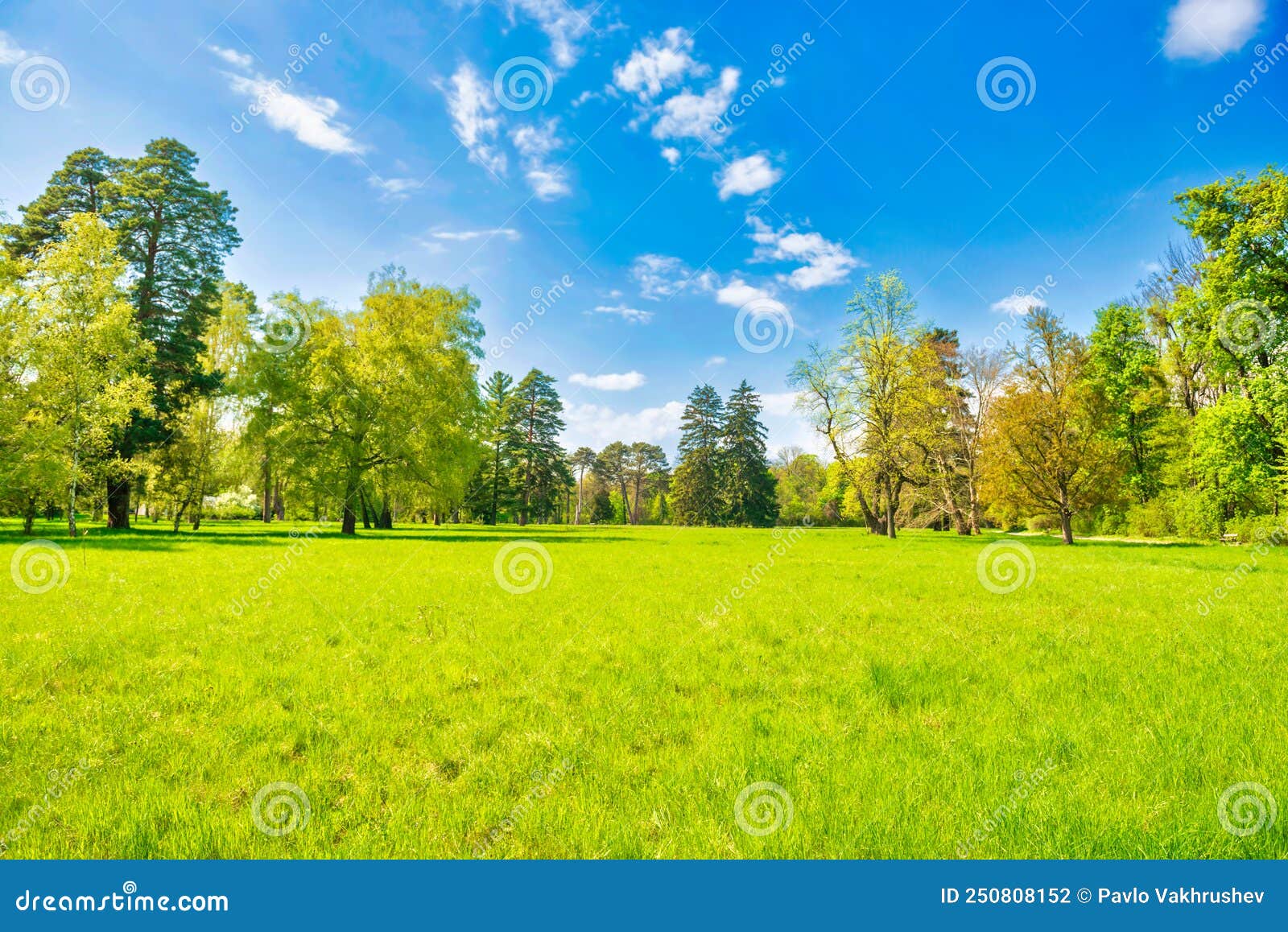 Green Park Forest with Green Trees Stock Photo - Image of light, nature ...