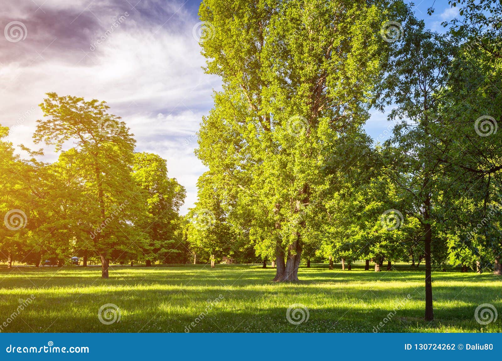 Green Park with Lawn and Trees in a City Stock Photo - Image of ...