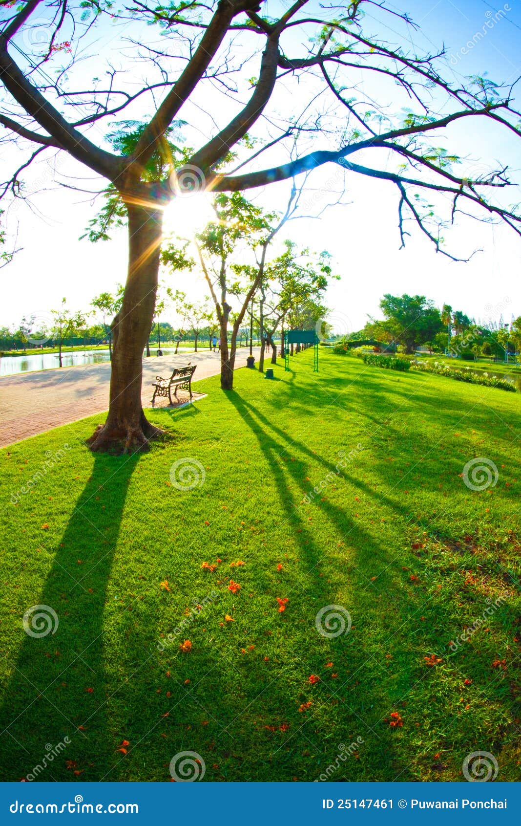 Green Park with Long Shadows from Setting Sun Stock Image - Image of ...