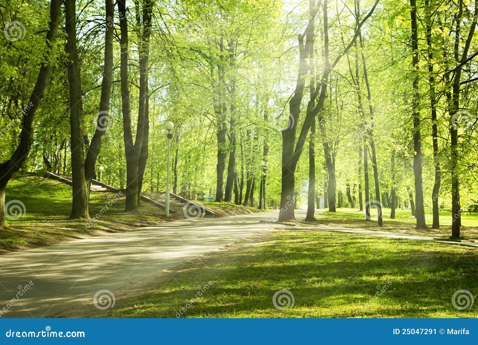 Green Park in Sunny Morning Stock Image - Image of sunny, wood: 25047291