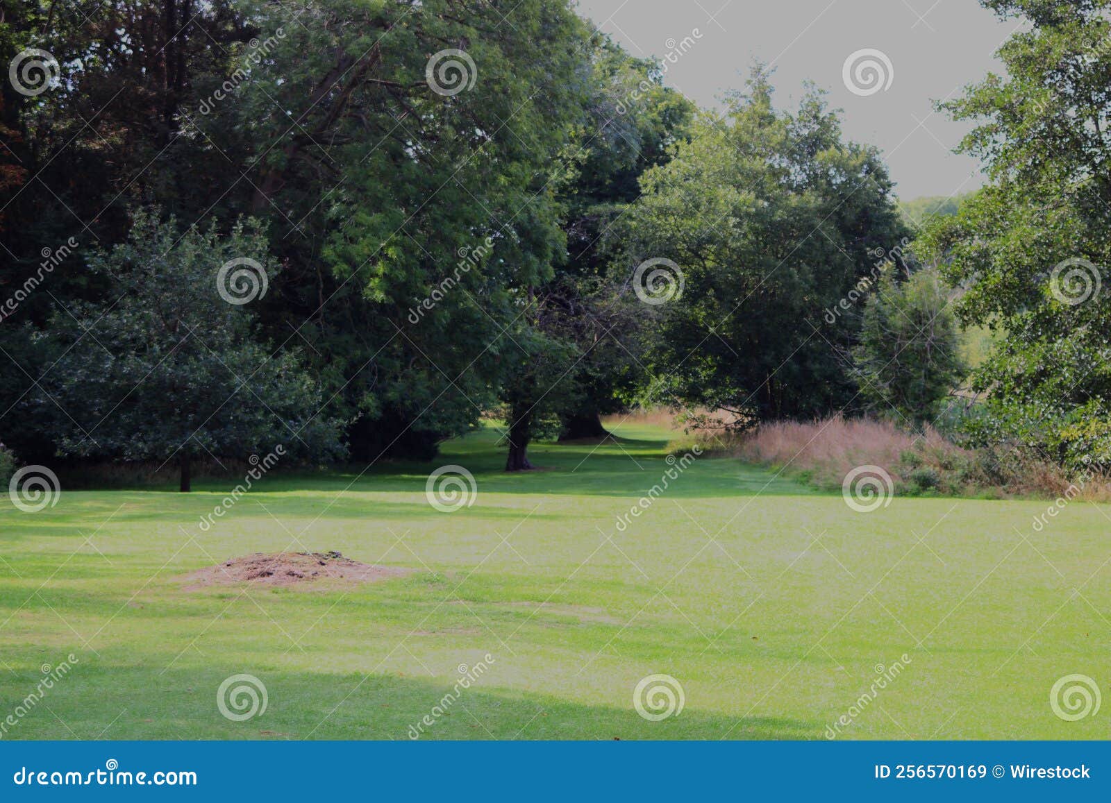 Green Park with Tall Trees on a Sunny Day Stock Image - Image of ...