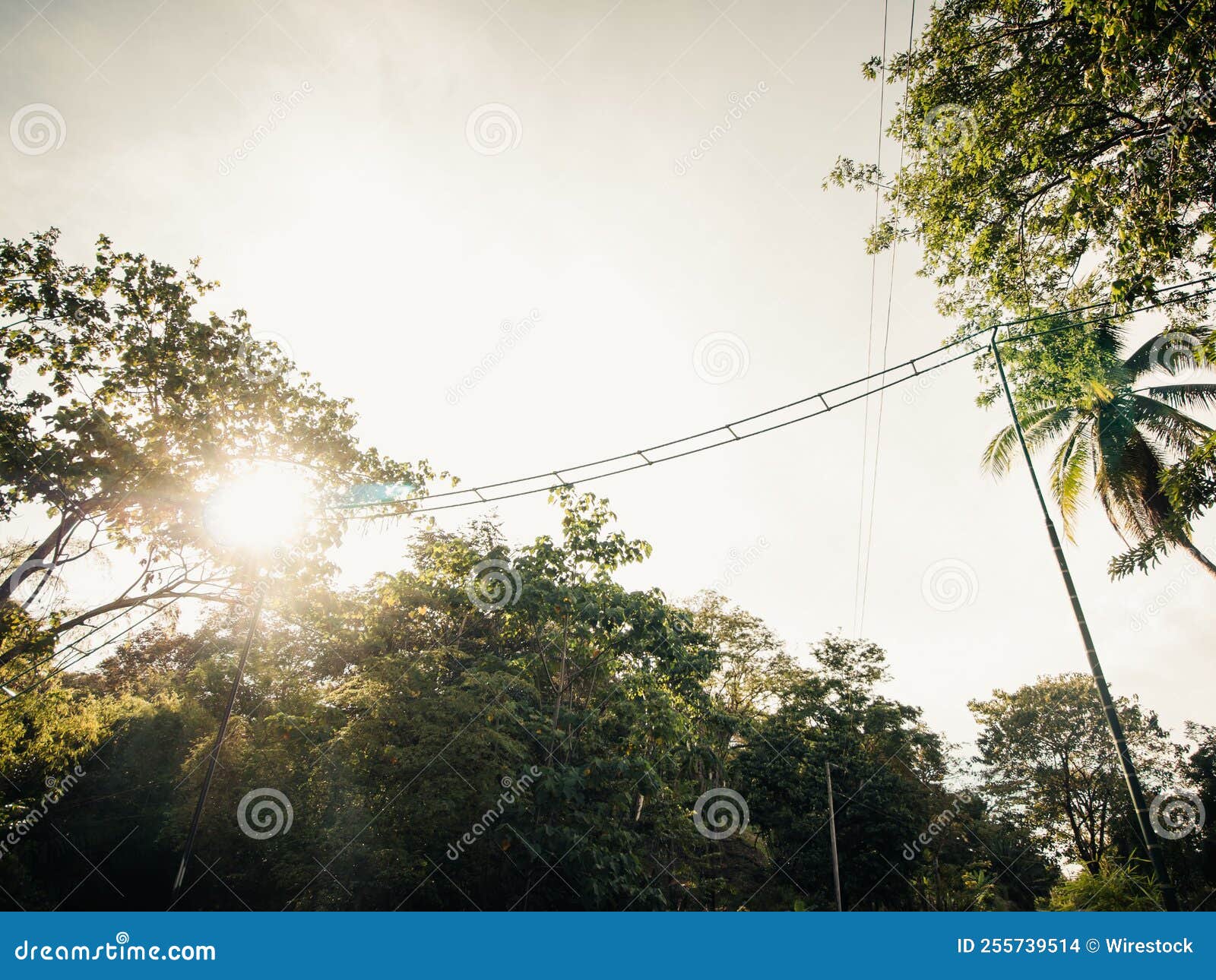 Green Park with Tall Trees Under the Sun Rays Stock Photo - Image of ...