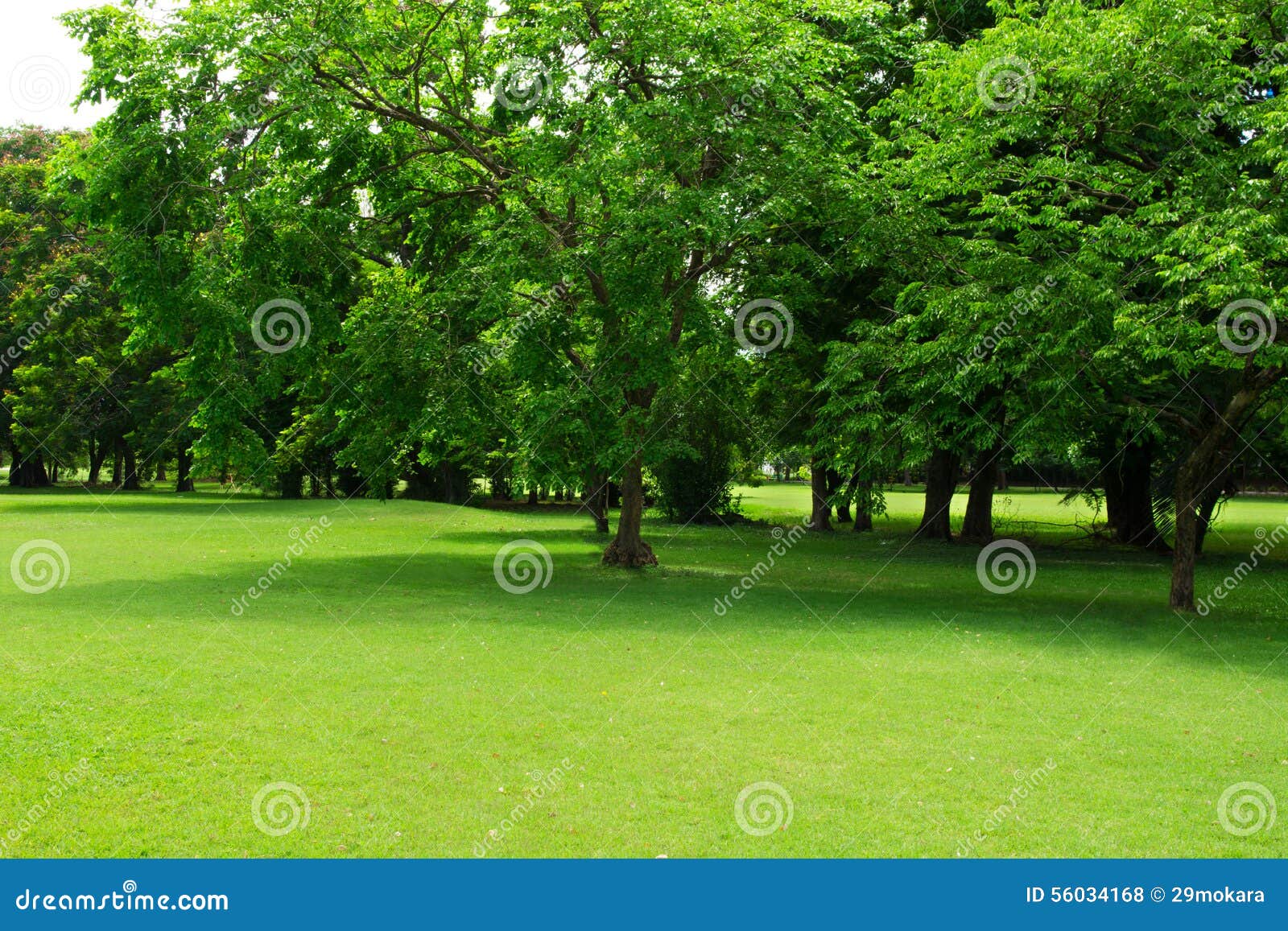 Green park and tree stock photo. Image of outdoor, garden - 56034168