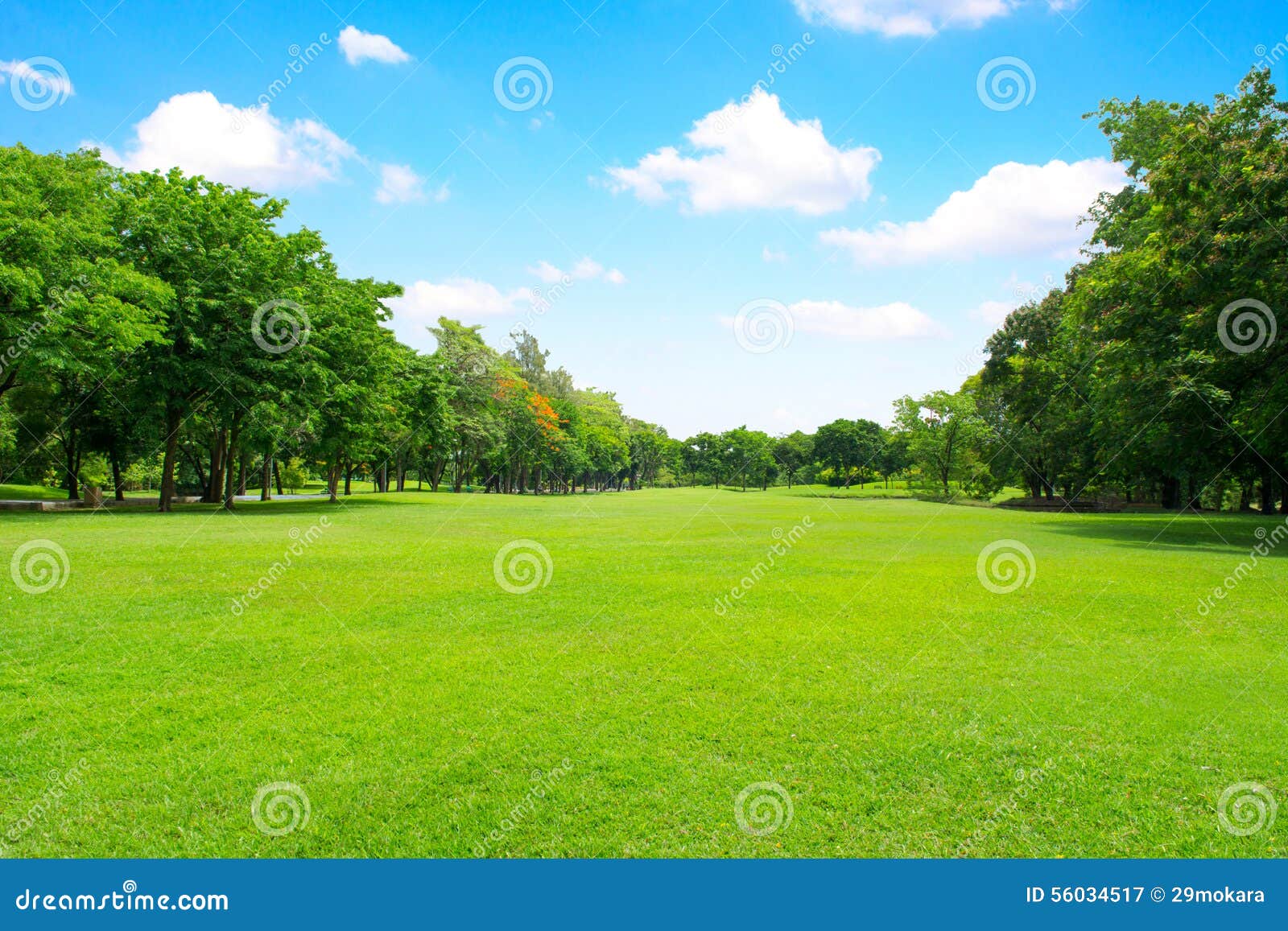 Green Park and Tree with Blue Sky Stock Image - Image of natural ...