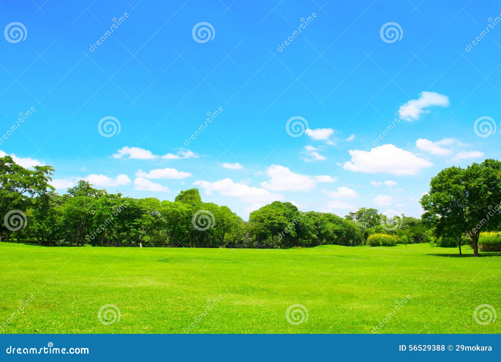 Green Park and Tree with Blue Sky Stock Photo - Image of breath ...