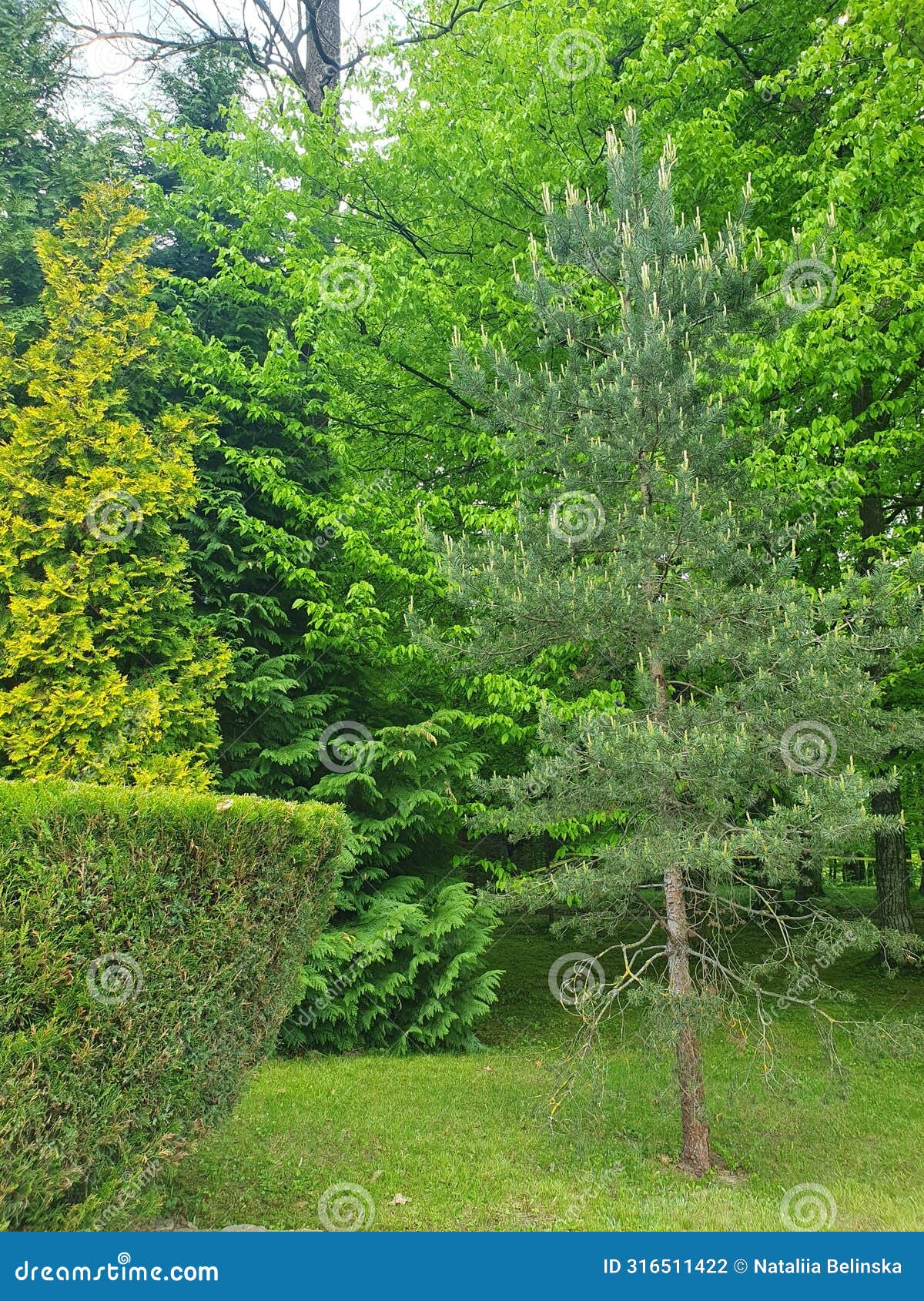 Green Park with Trees, Deciduous Forest with Young Pine, Trees, Bushes ...