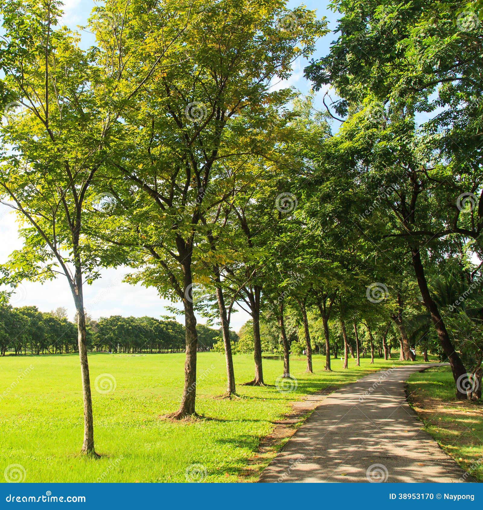 Green park stock photo. Image of fall, nature, peaceful - 38953170