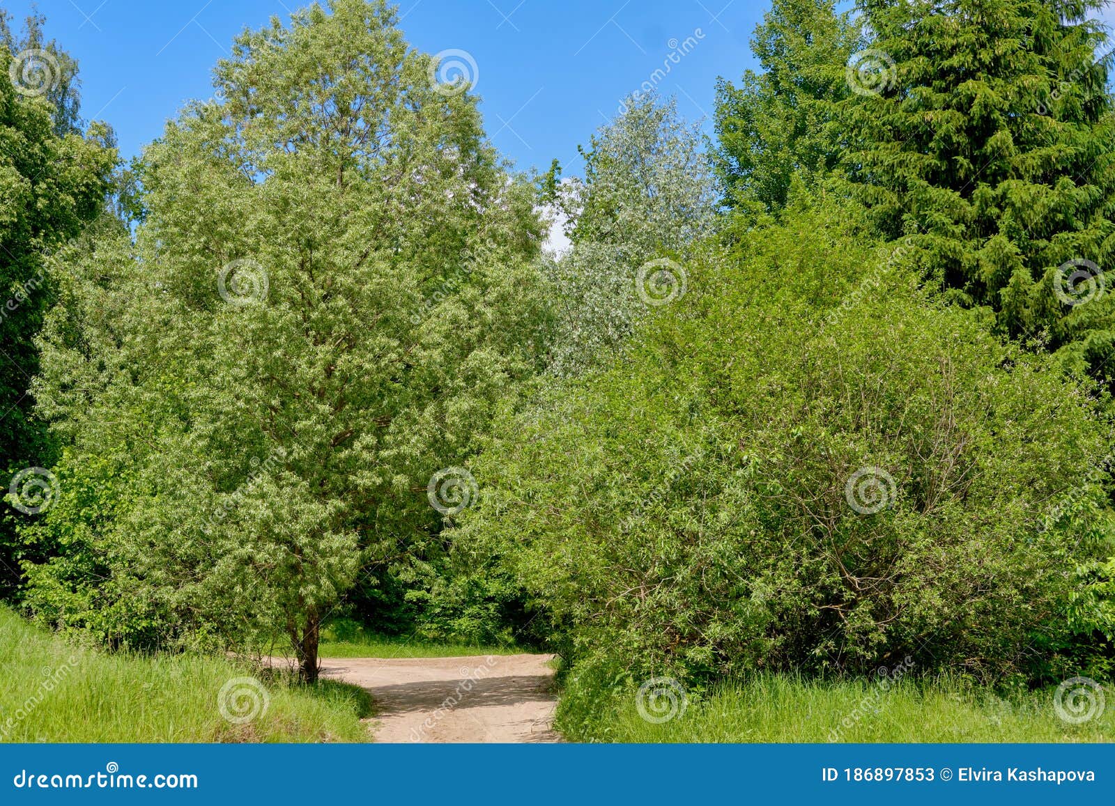 Green park with trees. stock image. Image of outdoor - 186897853