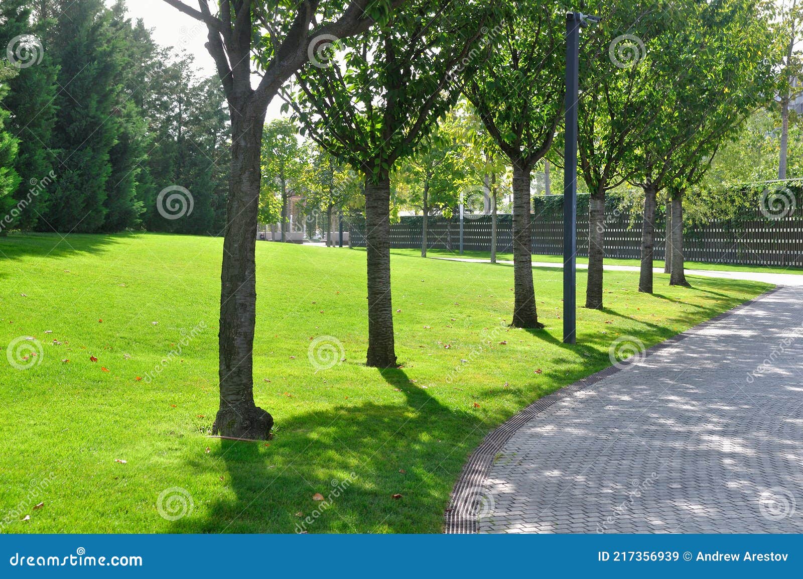 Green Park with Trees at Sunset Stock Image - Image of greenery, summer ...
