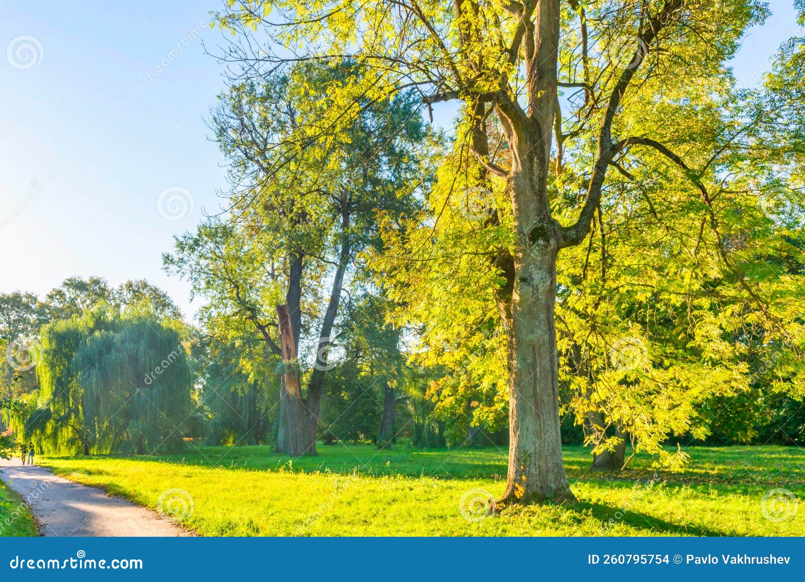 Green Park with Green Trees at Sunset Stock Photo - Image of lawn, path ...