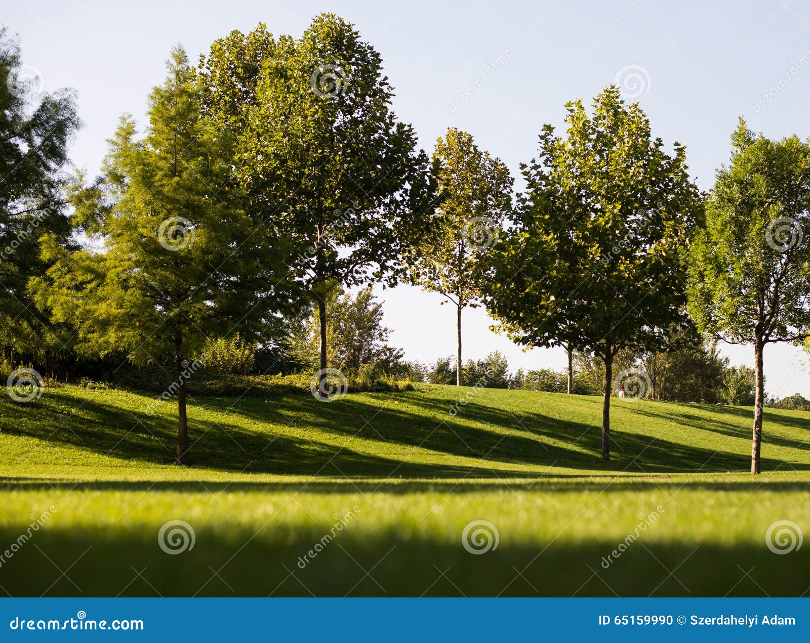 Green park with trees stock photo. Image of bush, scenics - 65159990