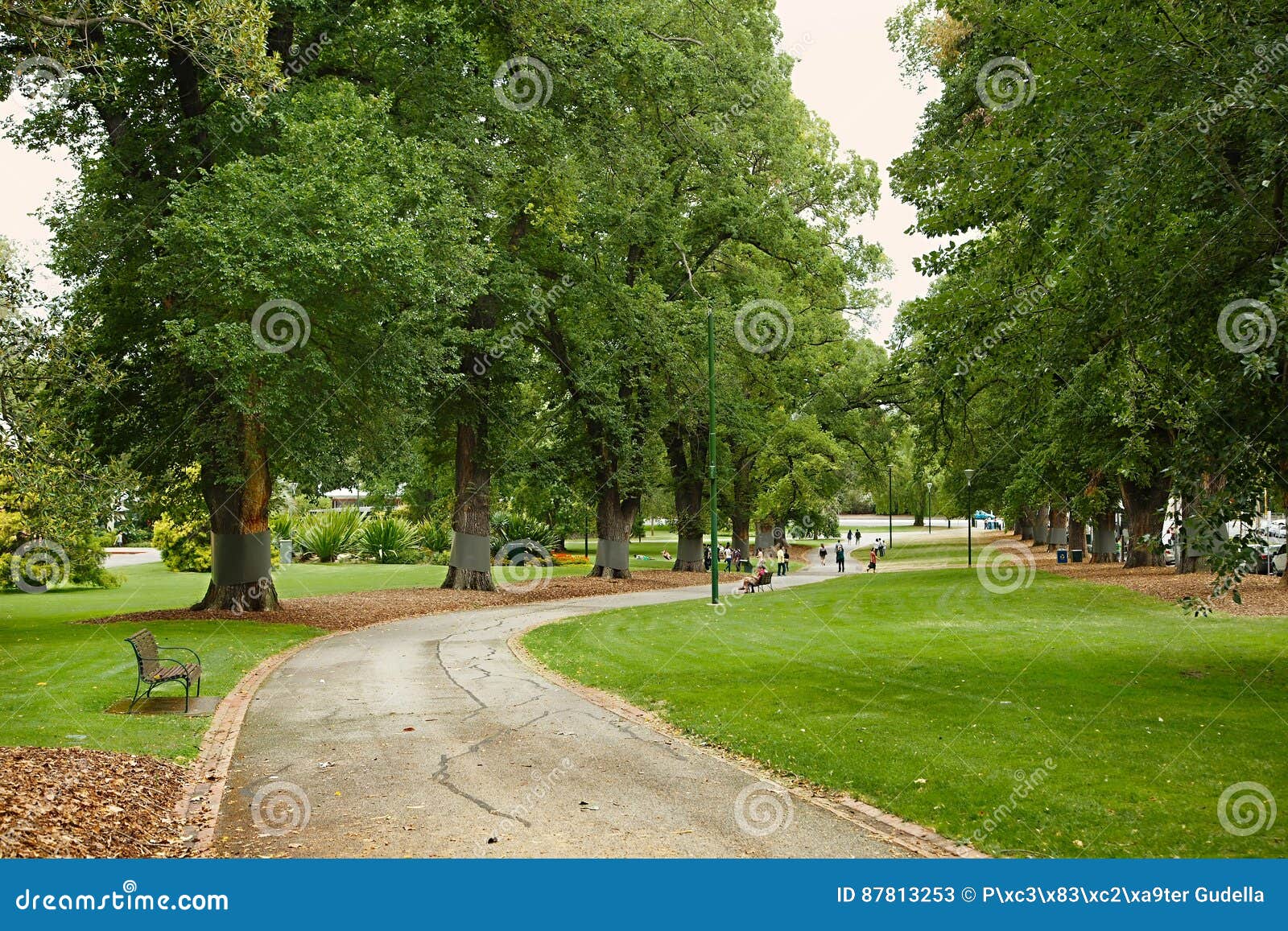 Green park with trees stock image. Image of ecology, alley - 87813253