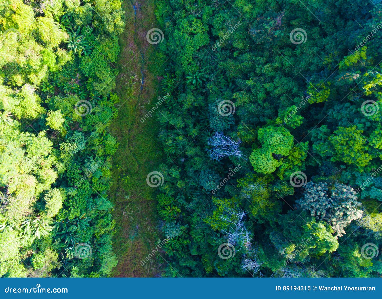 Green Park View from Above. Stock Image - Image of trees, view: 89194315