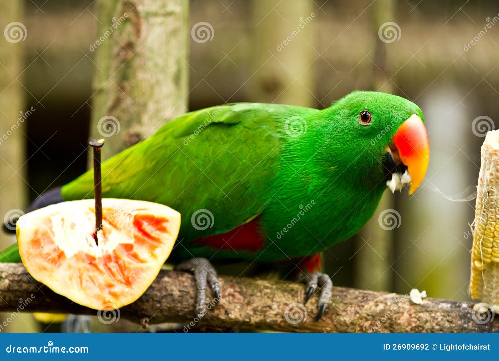 Green parot eat corn stock photo. Image of aviary, colorful - 26909692