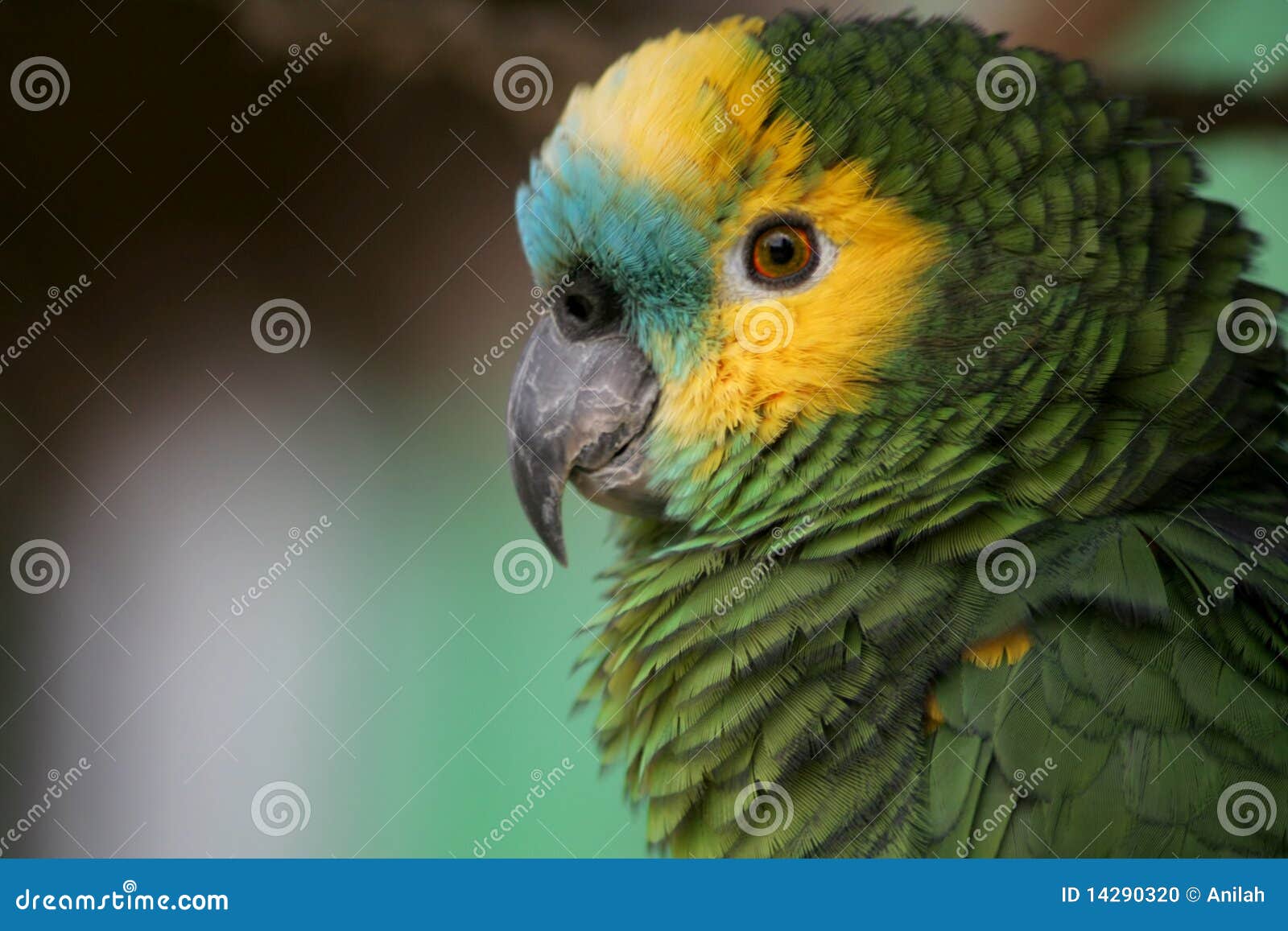 Green Parrot stock photo. Image of pets, bird, nature - 14290320
