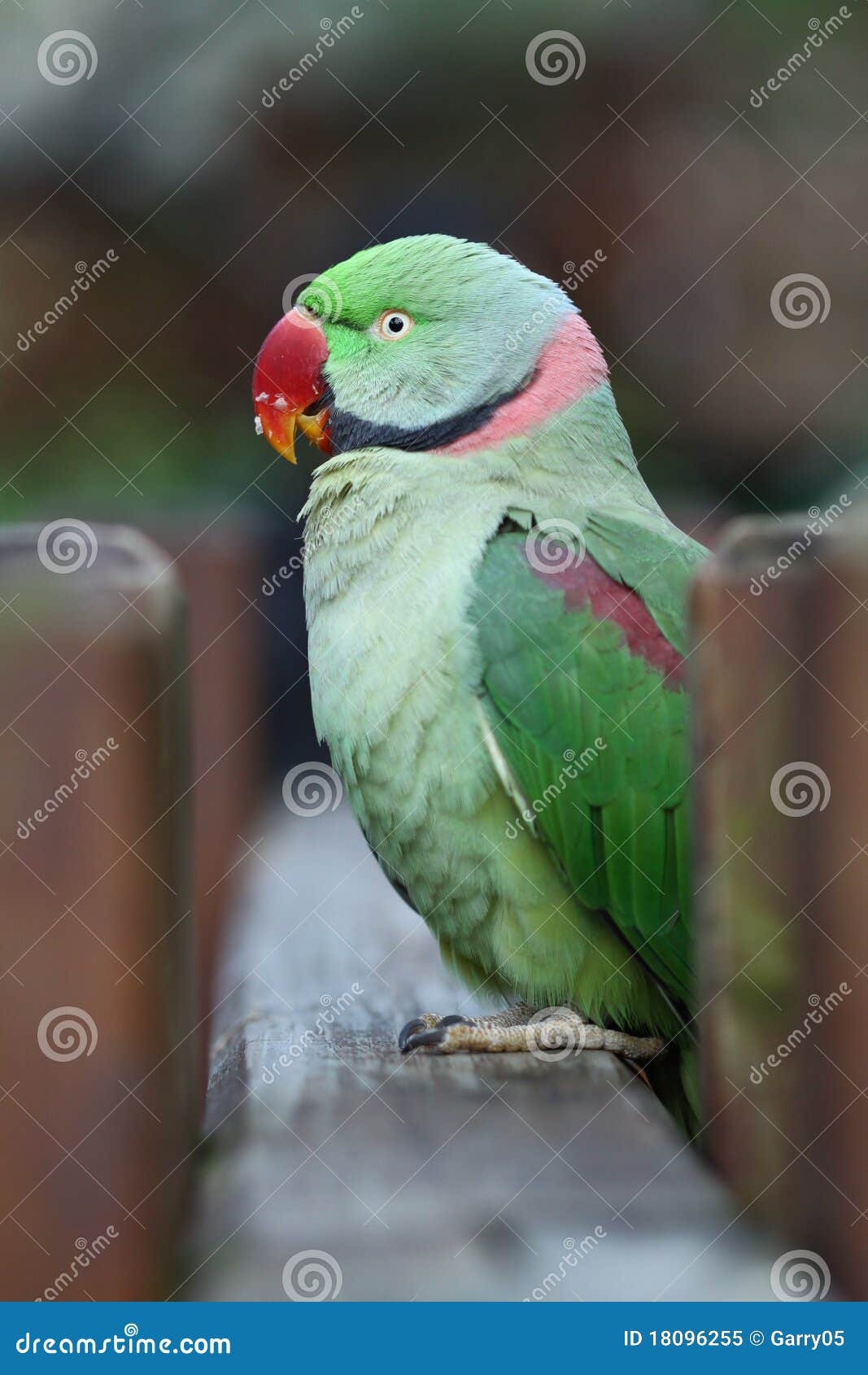 Green Parrot stock image. Image of green, mouth, parrot - 18096255