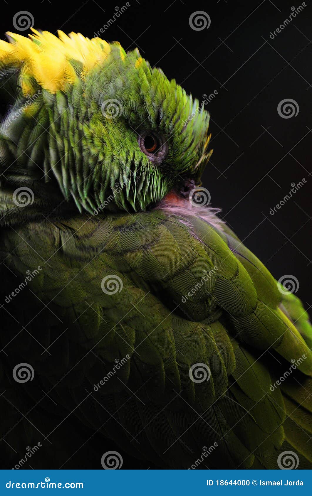 Green Parrot stock photo. Image of feather, wings, parrot - 18644000