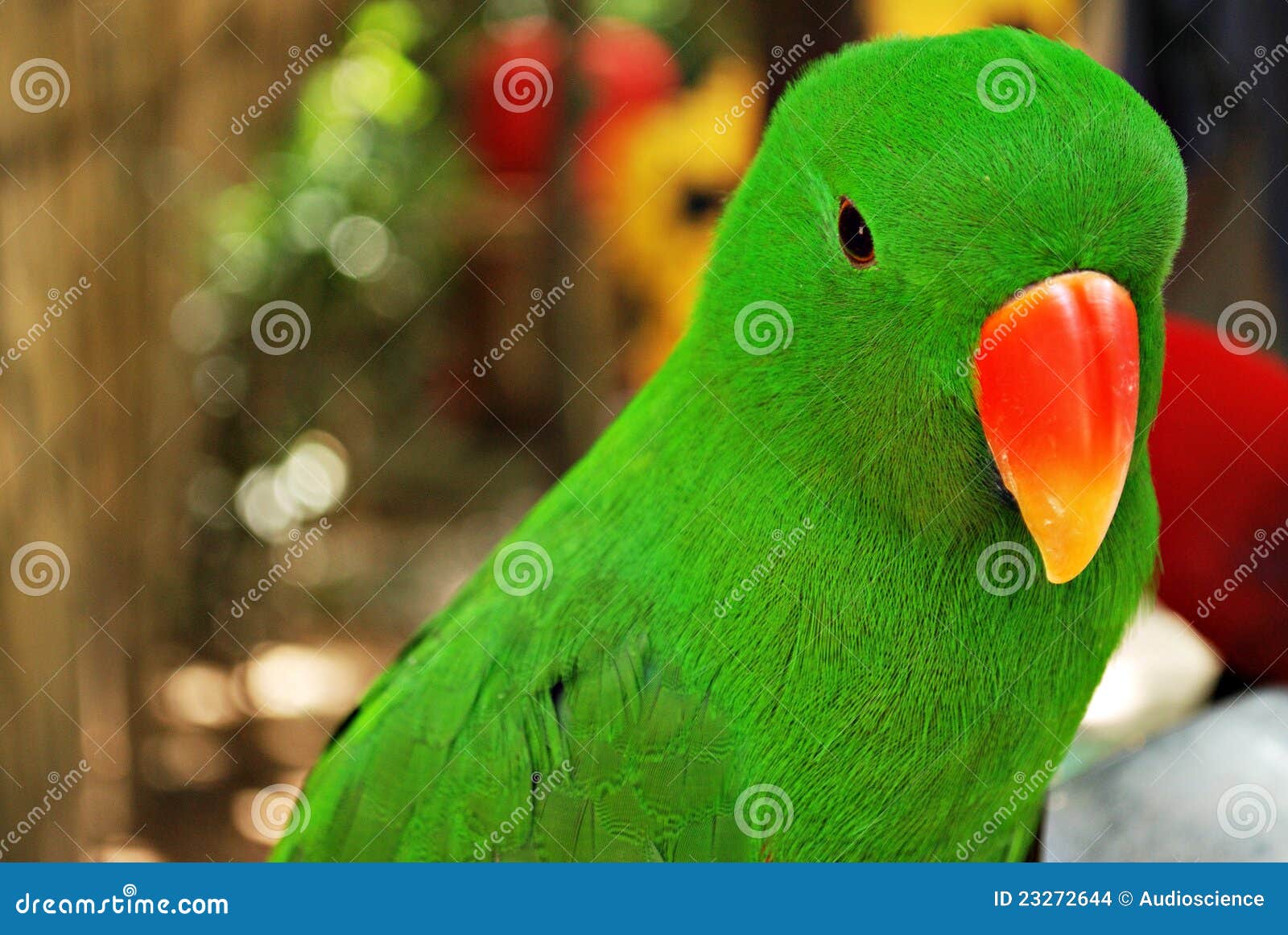 Green Parrot stock photo. Image of animal, australia - 23272644