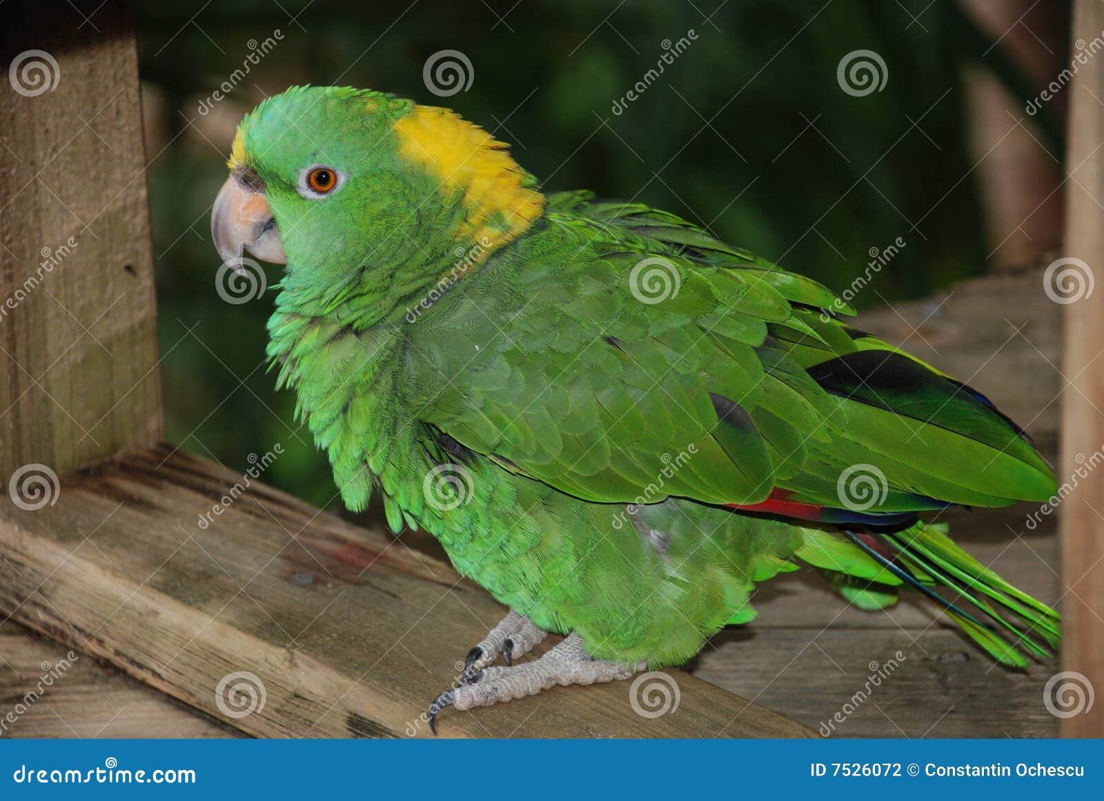 Green Parrot stock photo. Image of roatan, island, parrot - 7526072