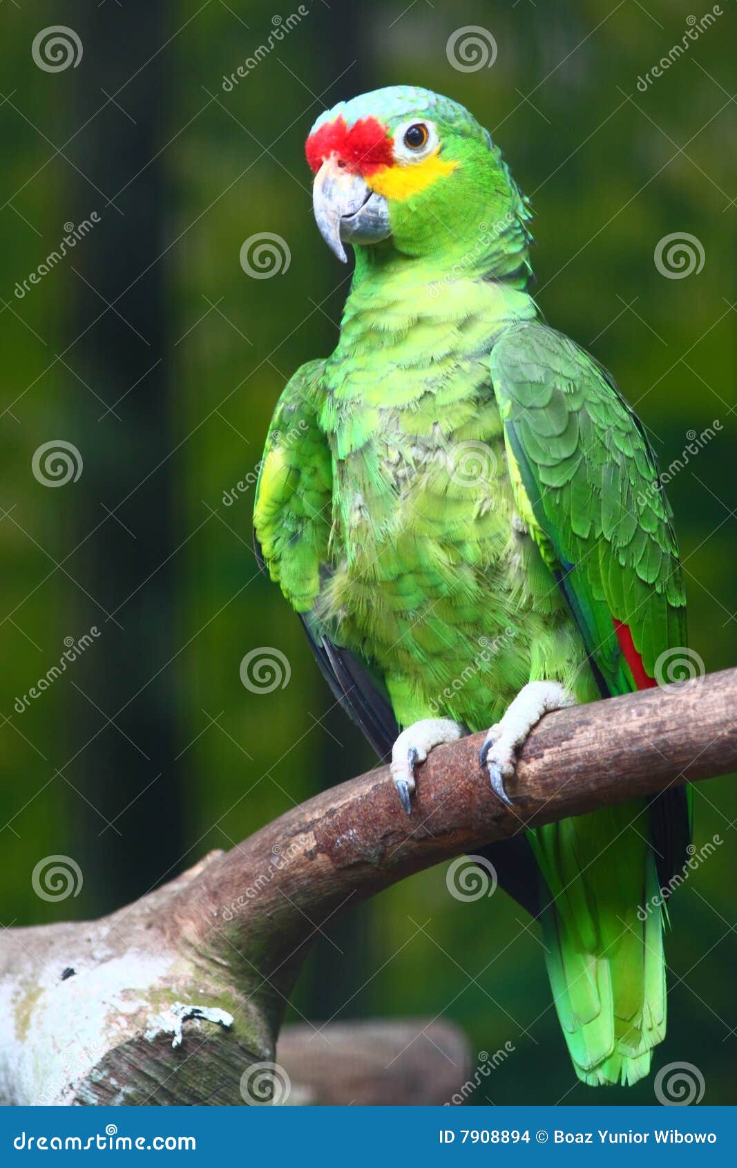 Green Parrot stock photo. Image of smile, avian, parrots - 7908894