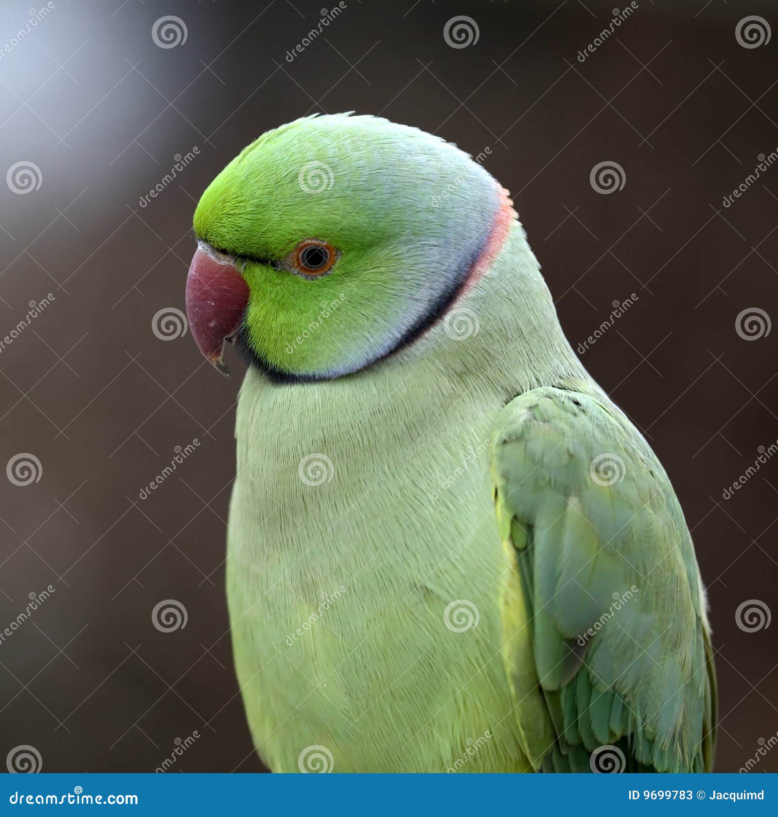 Green Parrot stock image. Image of parrot, reflective - 9699783