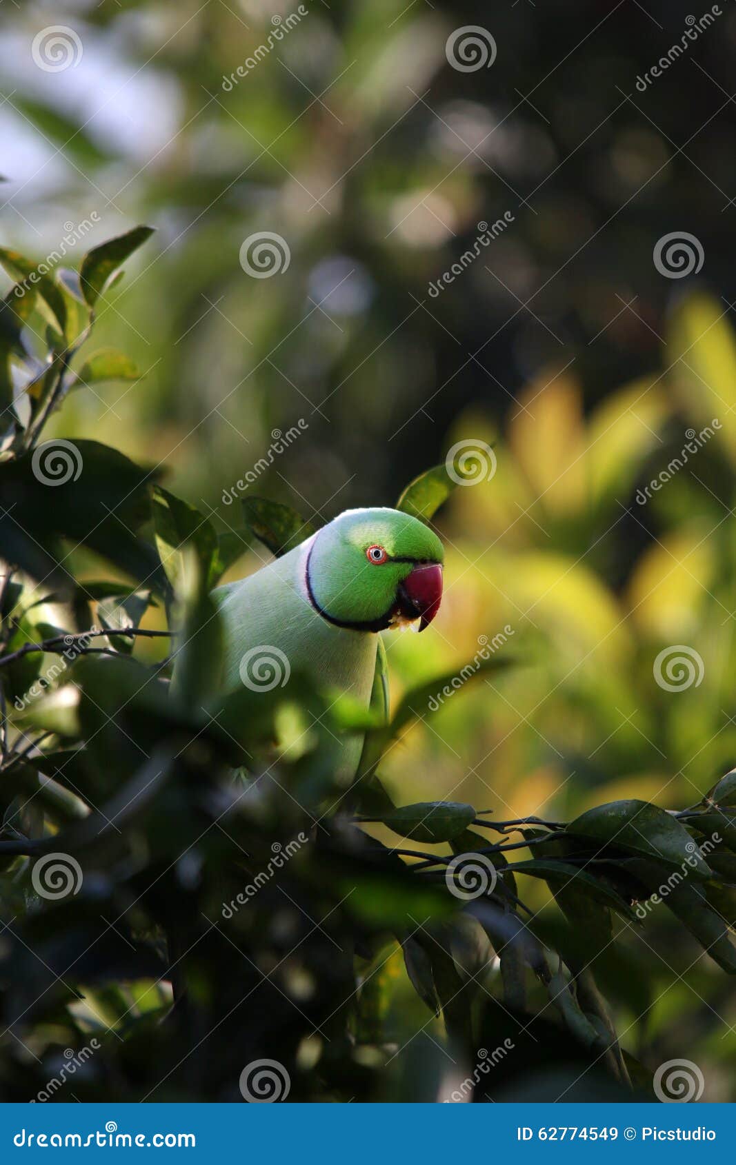Green parrot stock image. Image of shot, nature, parrot - 62774549