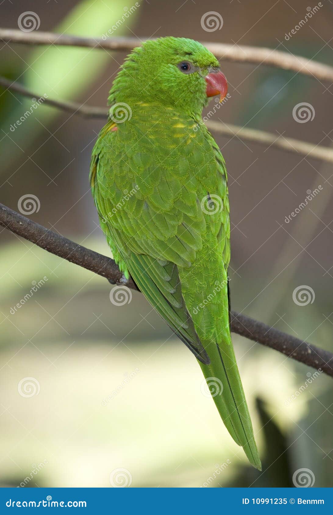 Green parrot from behind stock image. Image of parrot - 10991235