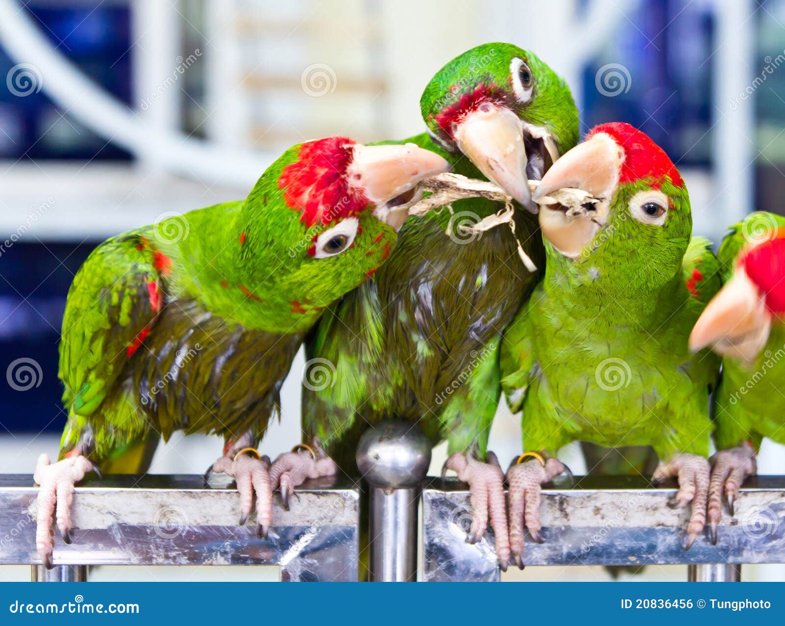 Green parrot bird stock photo. Image of parrot, psittacines - 20836456