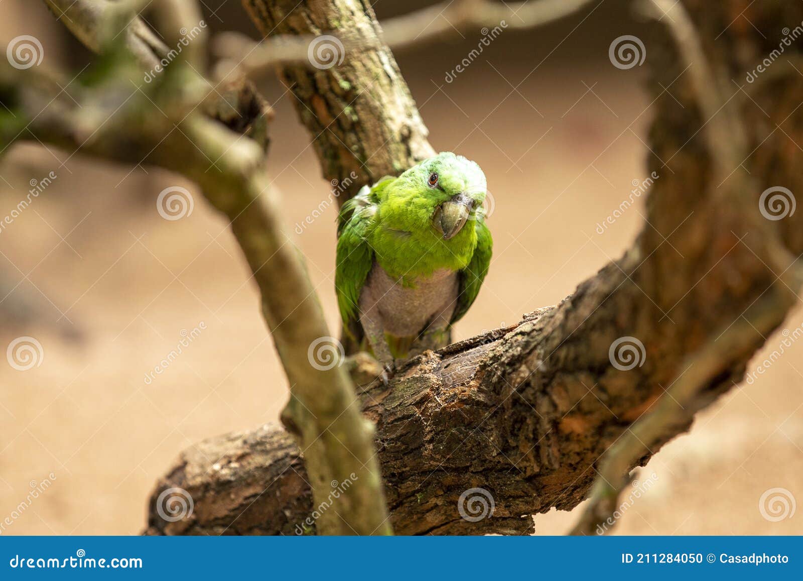 Green parrot bird stock photo. Image of beak, amazon - 211284050