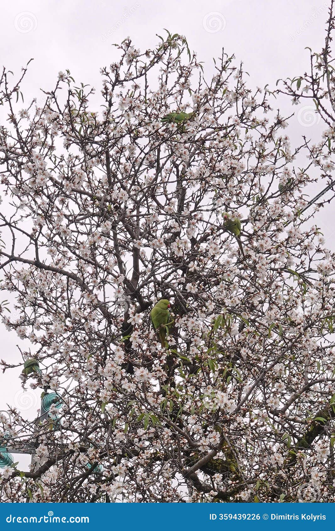 Green Parrot Birds on Branches with Almond Tree Flowers Stock Photo ...