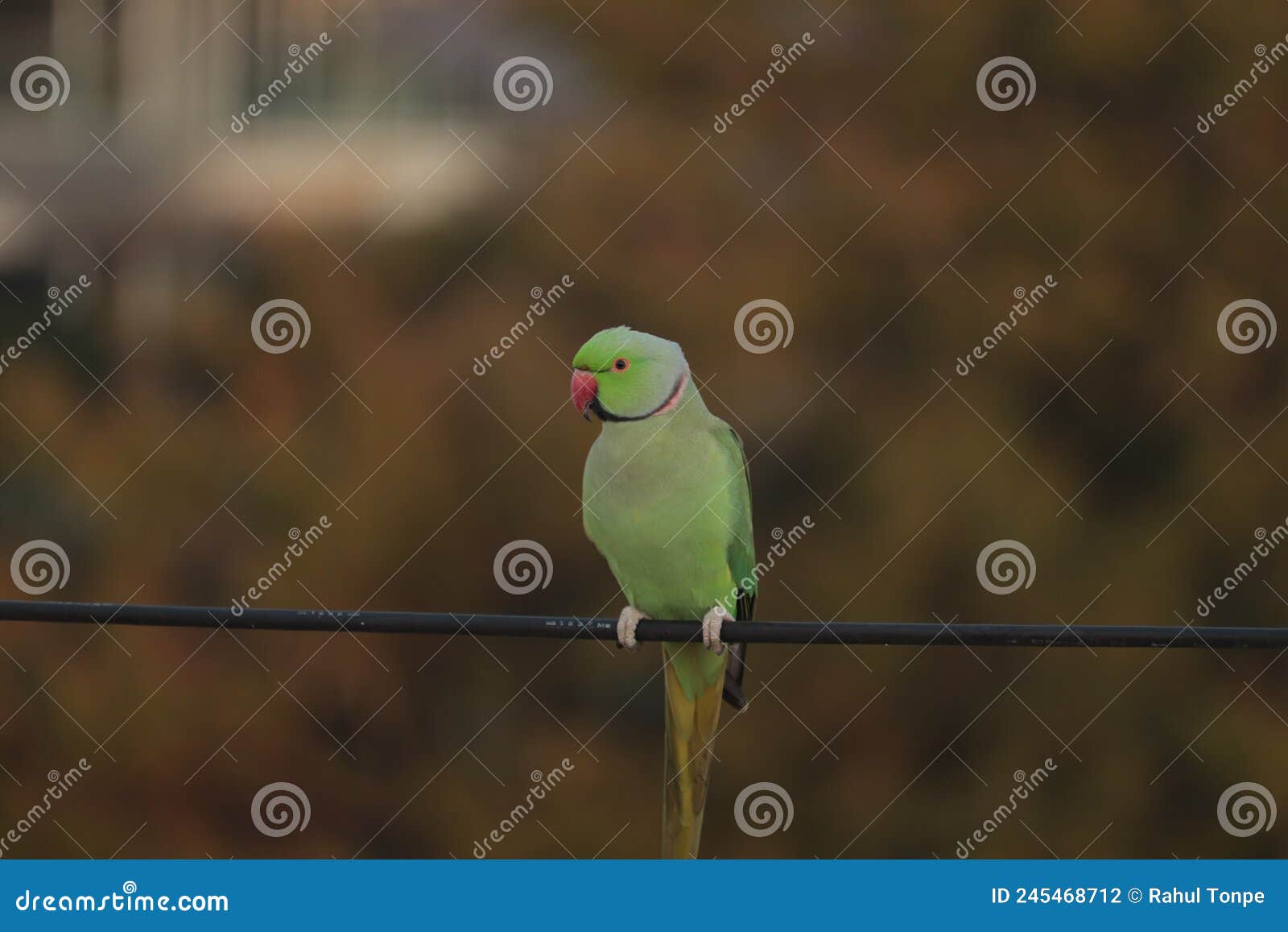 Moustache Parrot Stock Photos - Free & Royalty-Free Stock Photos from ...
