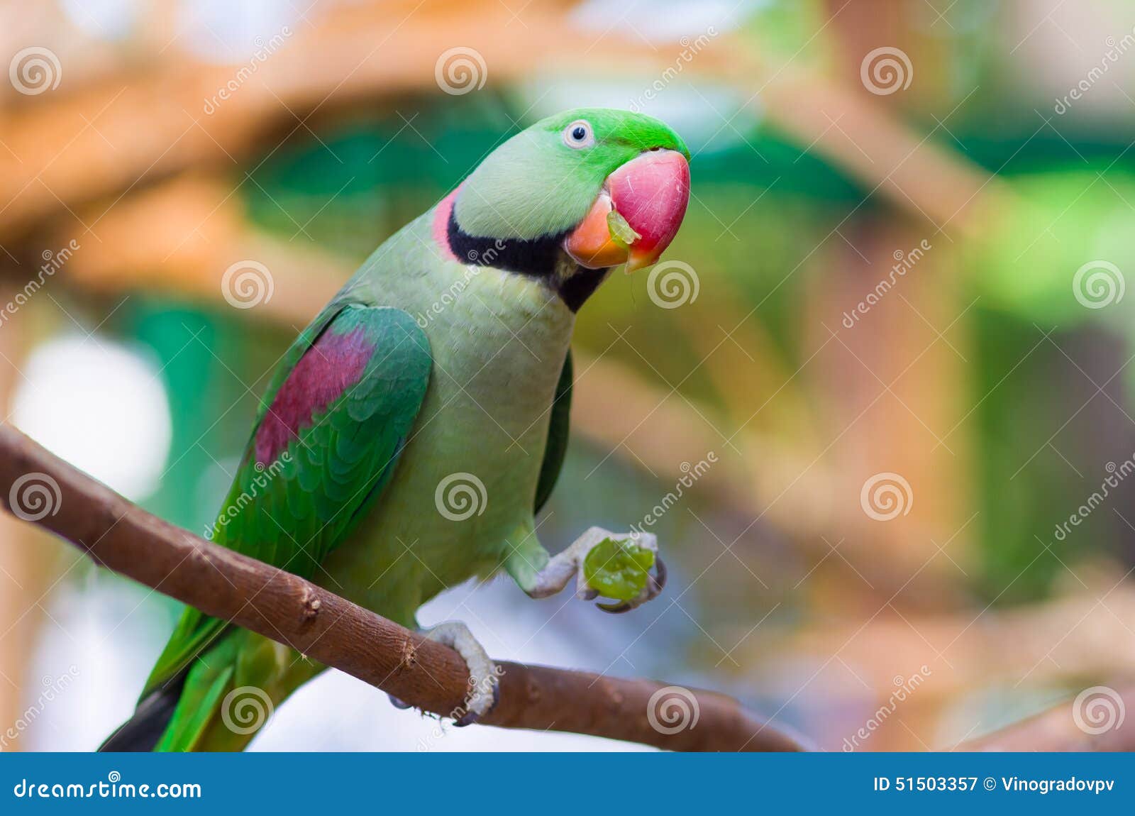 Green parrot on a branch stock image. Image of bird, climate - 51503357