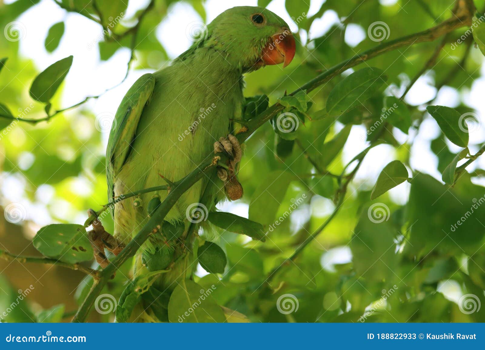 A Green Parrot on the Branch of Lemon Tree Stock Image - Image of ...