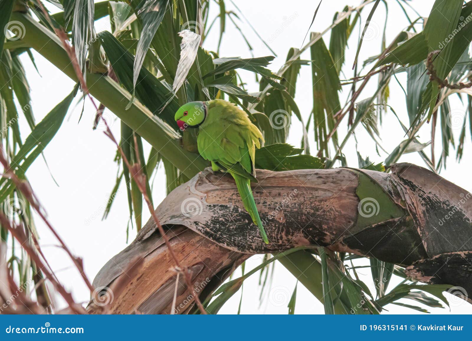 Green parrot on a branch stock image. Image of color - 196315141