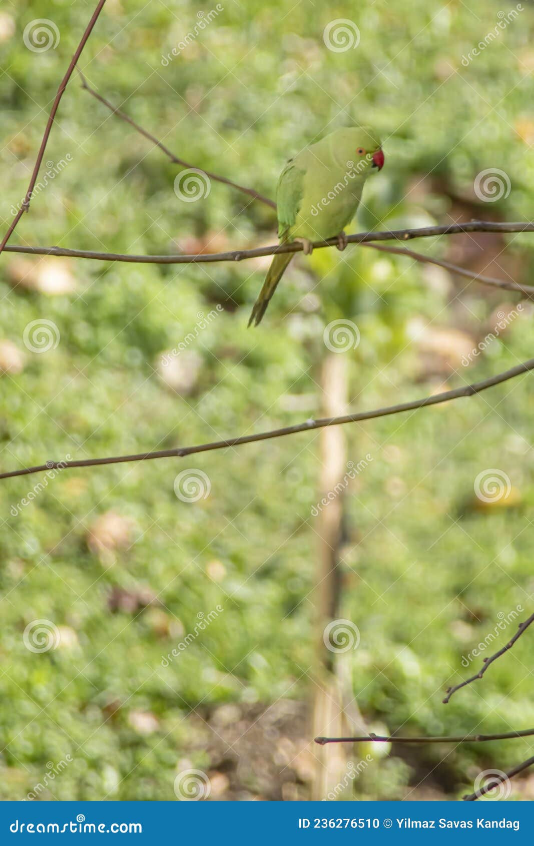 Green Parrot on the Branch of the Tree Stock Photo - Image of perch ...